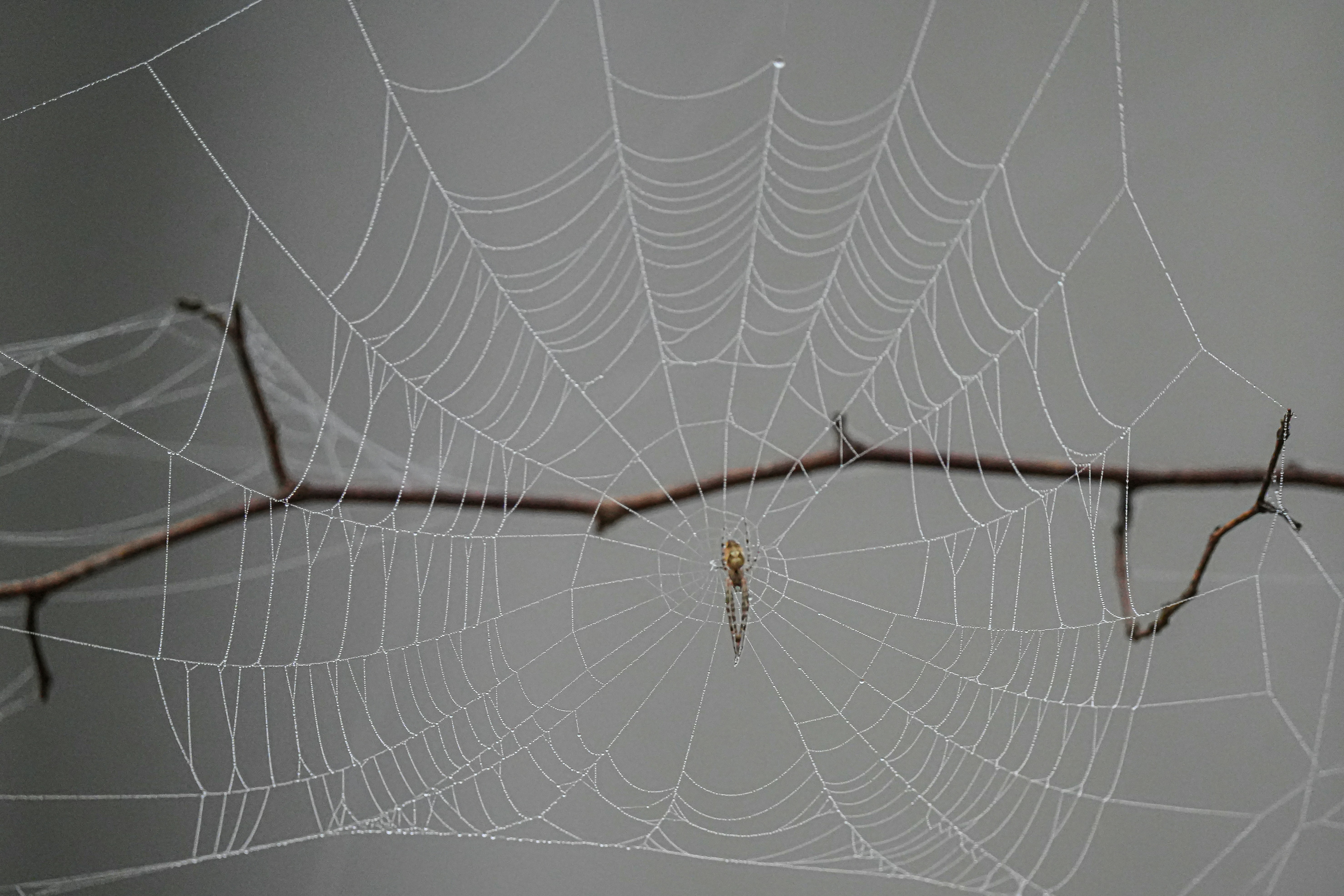 Centered Silk: A Dewy Orb-Web Between Bare Branches