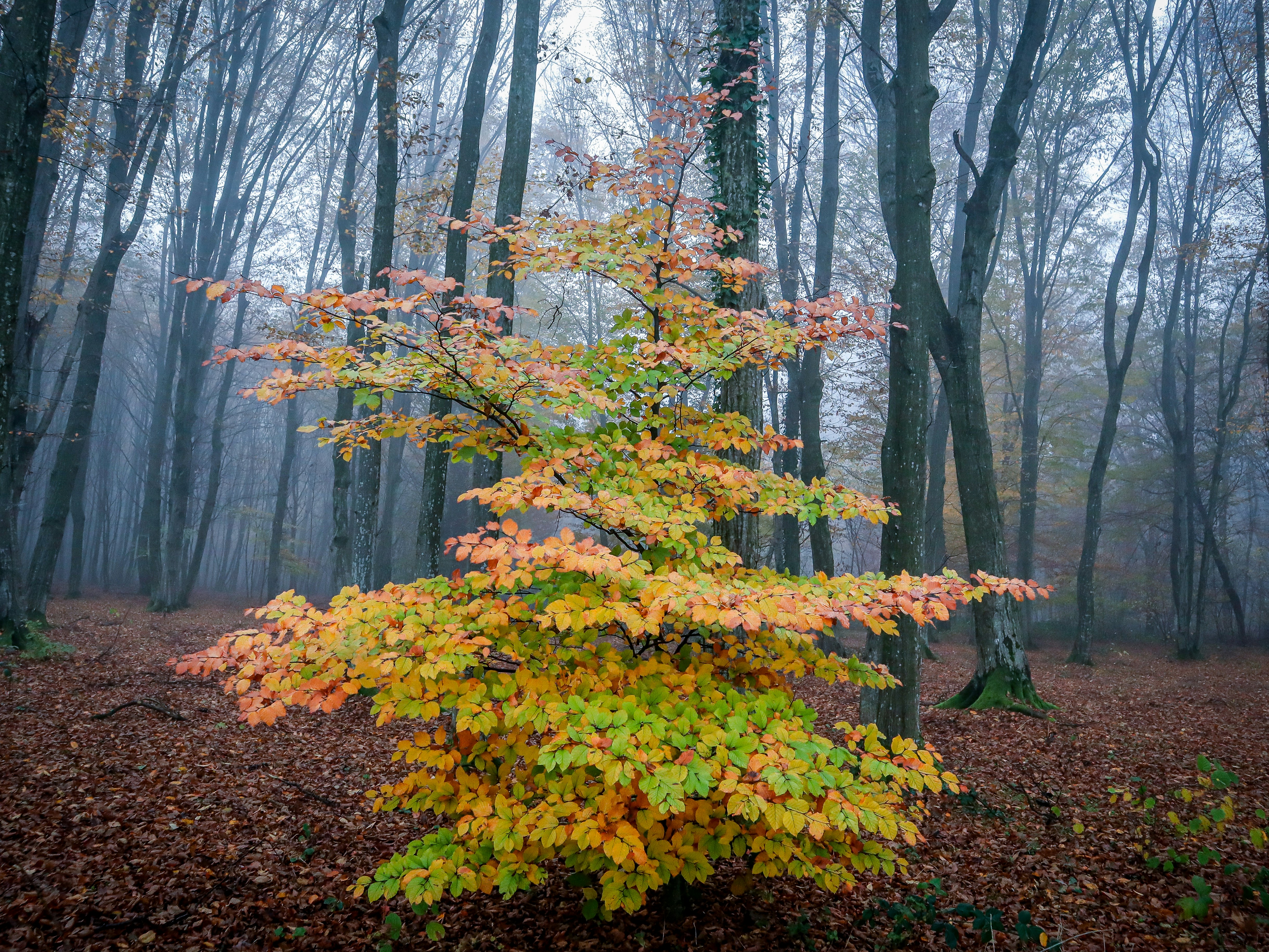 Ember Centerpiece in the Mist: Autumn Shrub Brightens a Silent Forest
