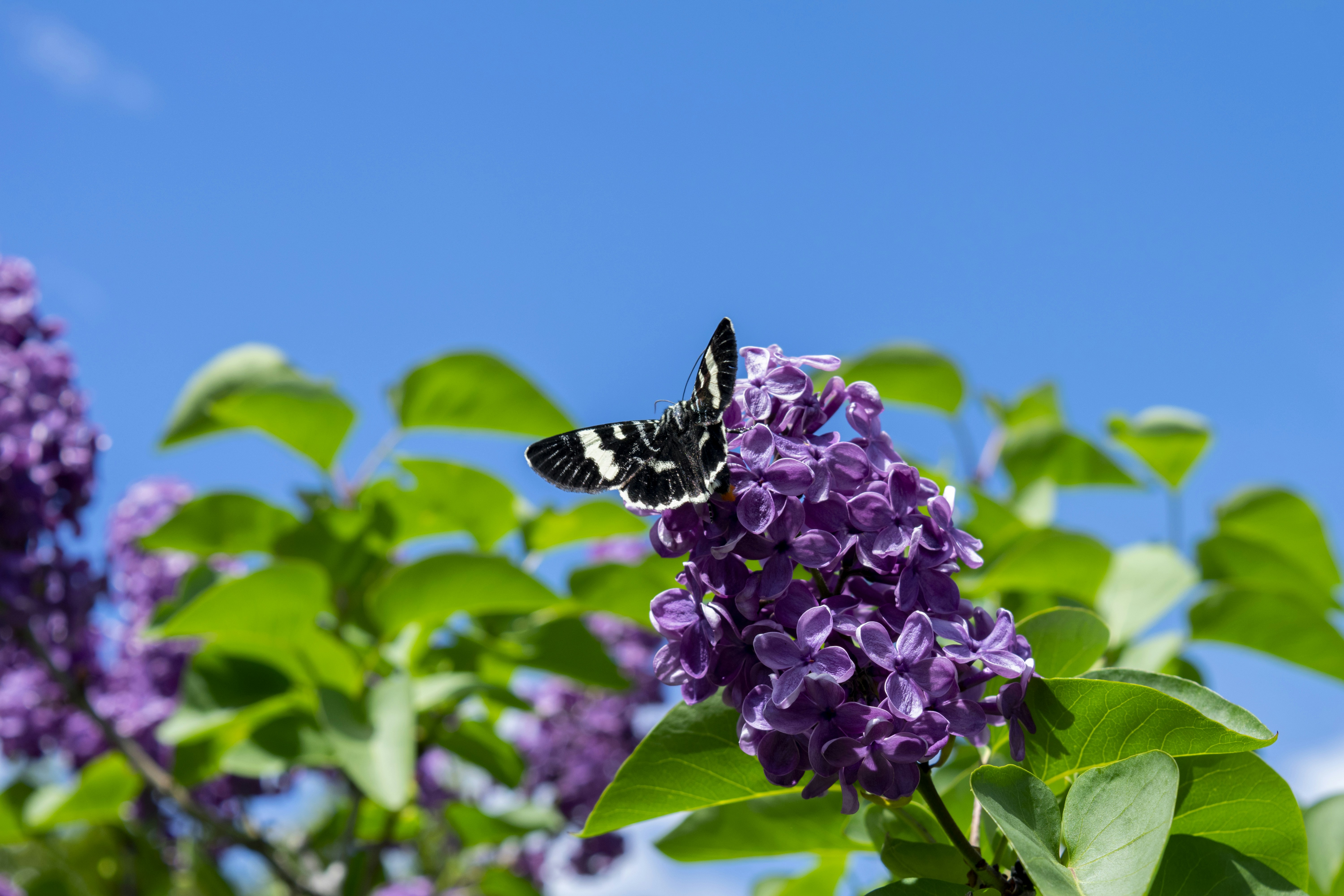 Wingbeat on Violet Bloom: A Lilac Moment Under a Cerulean Sky