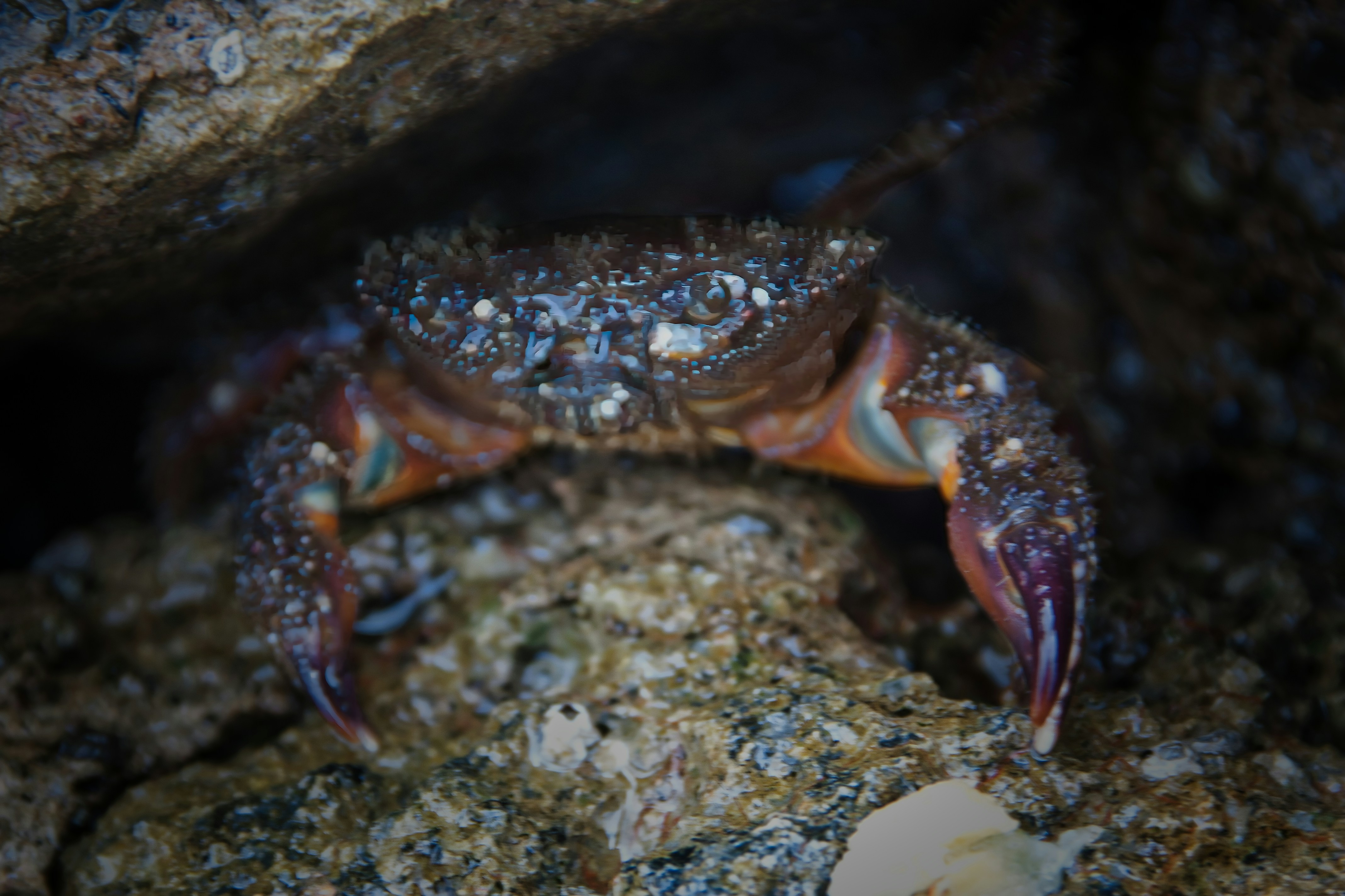Shadowed Crevice Crustacean: A Dew-Kissed Crab in a Narrow Reef Gap