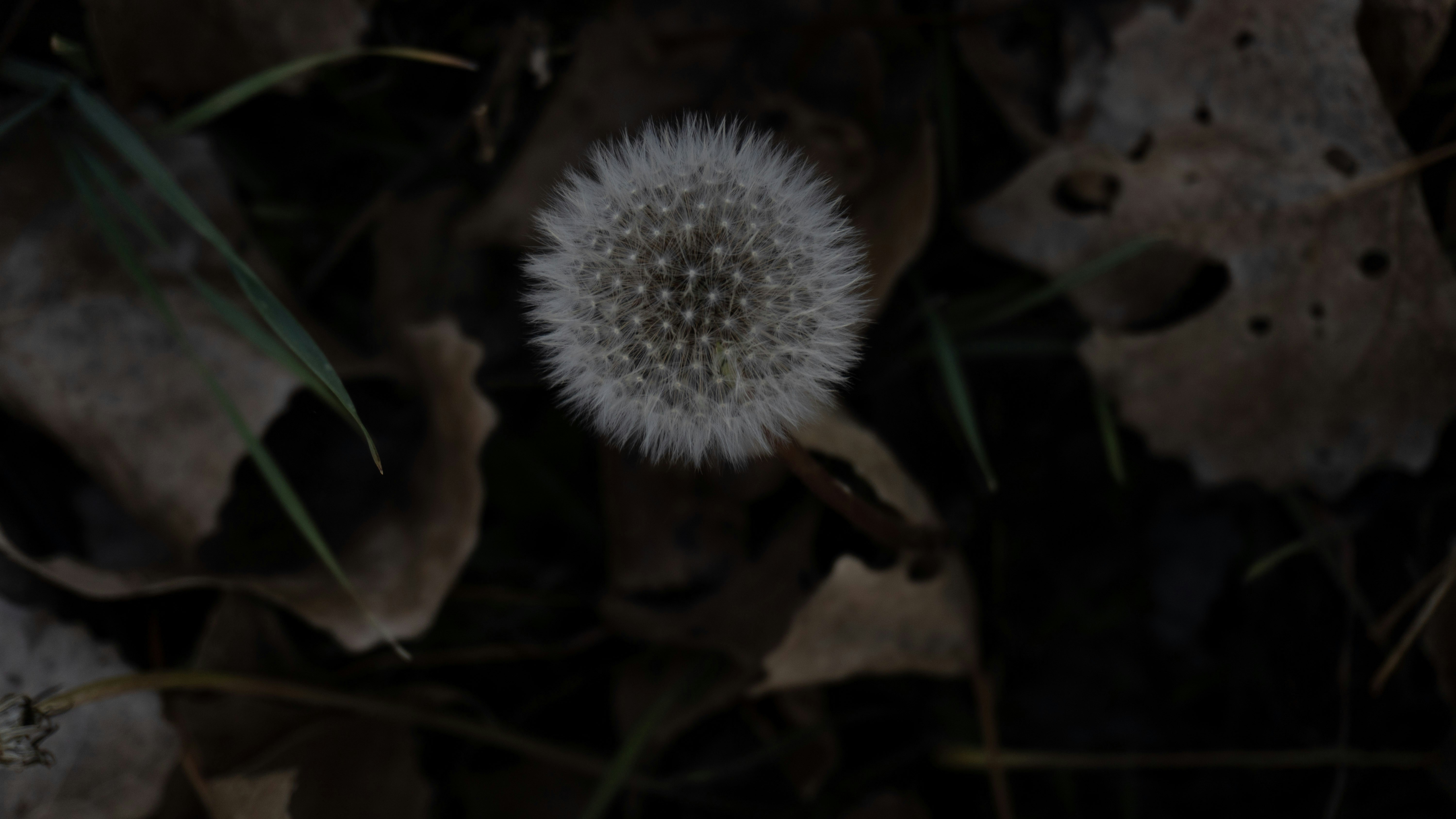 Photo by Andrew Sandeen with Sony Alpha 6100