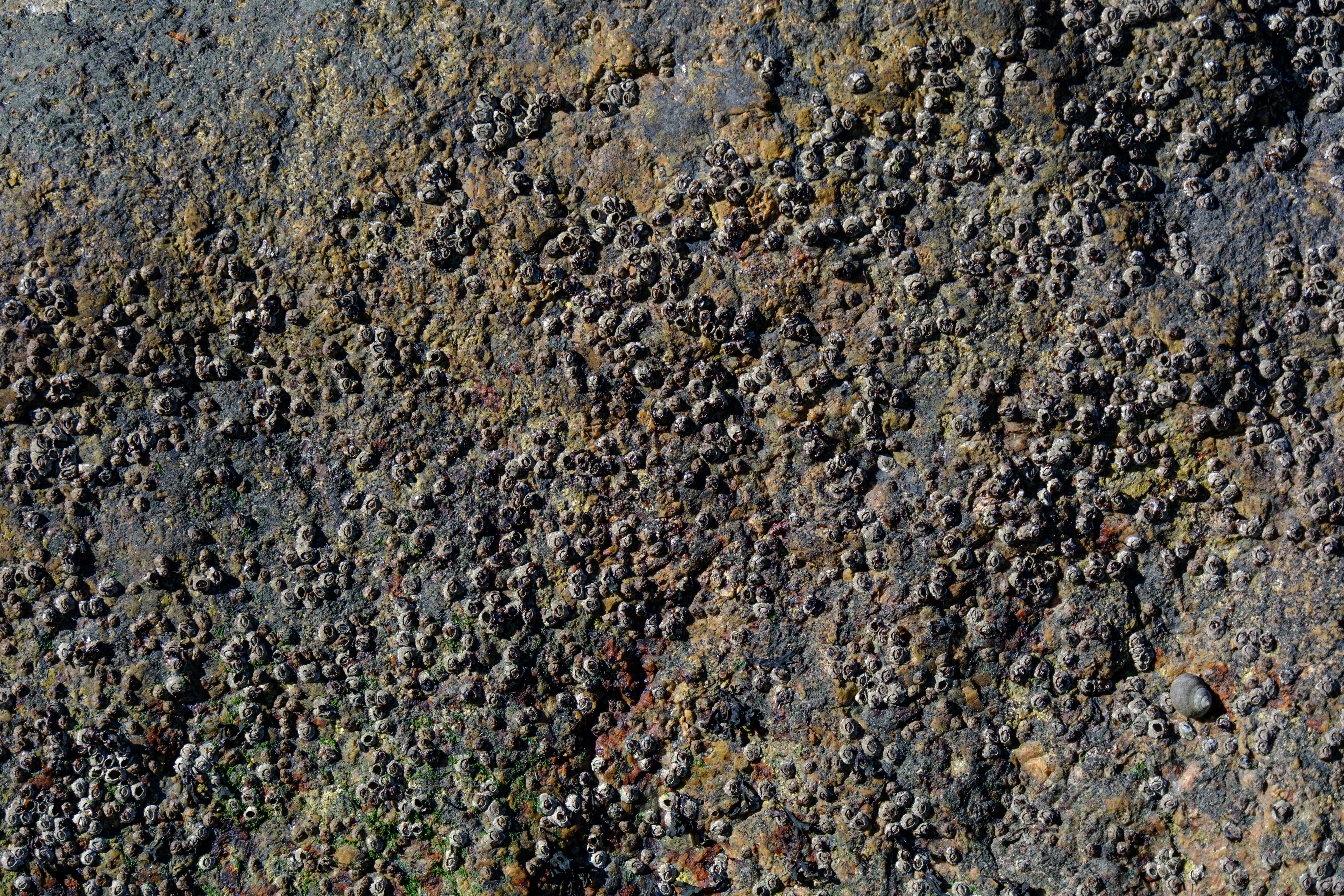 Granular Mosaic: Sunlit Pebbles and the Subtle Micro-Relief of Ground