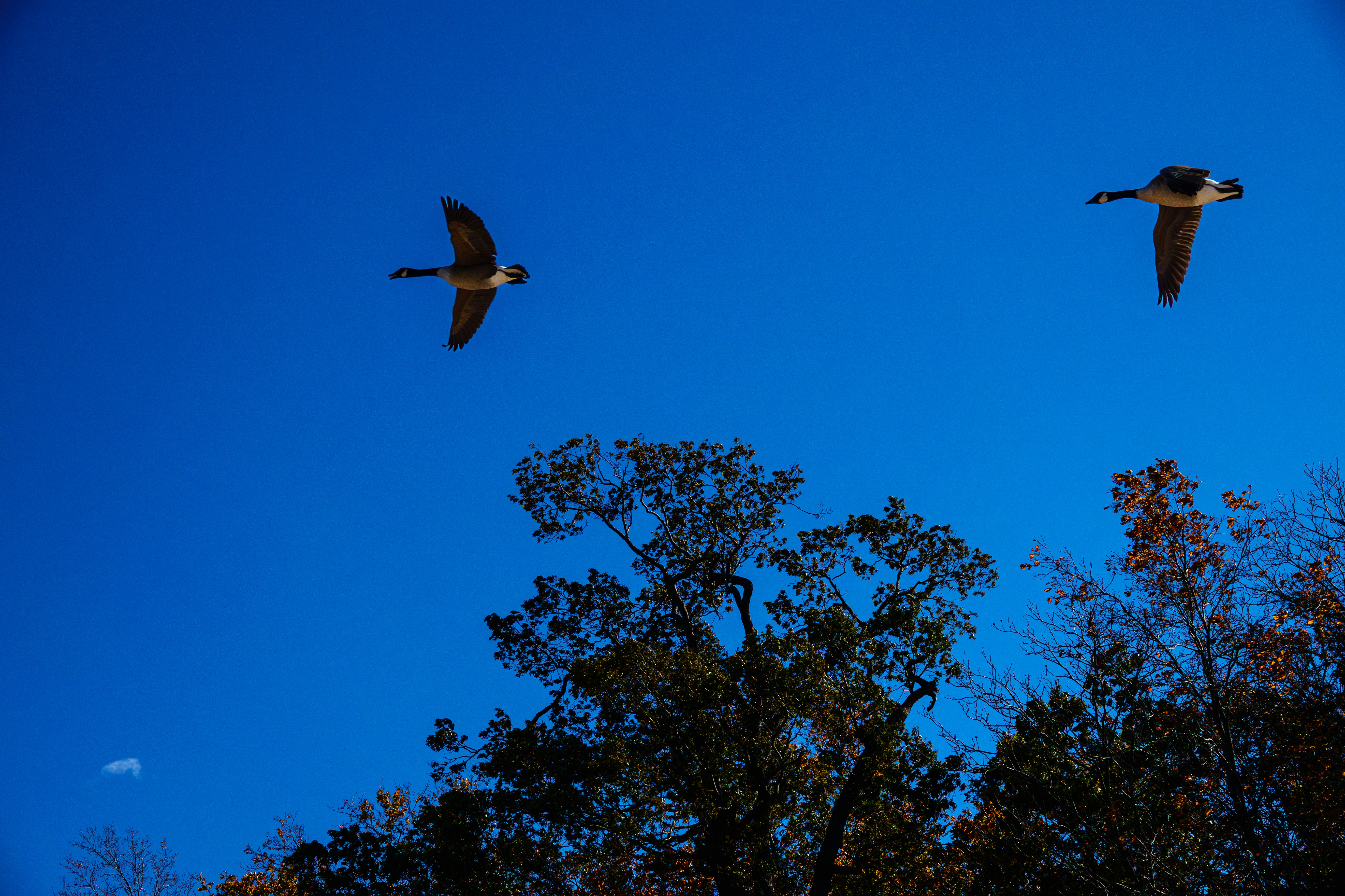 Cobalt Skies, Twin Geese in Flight Over Fall Foliage
