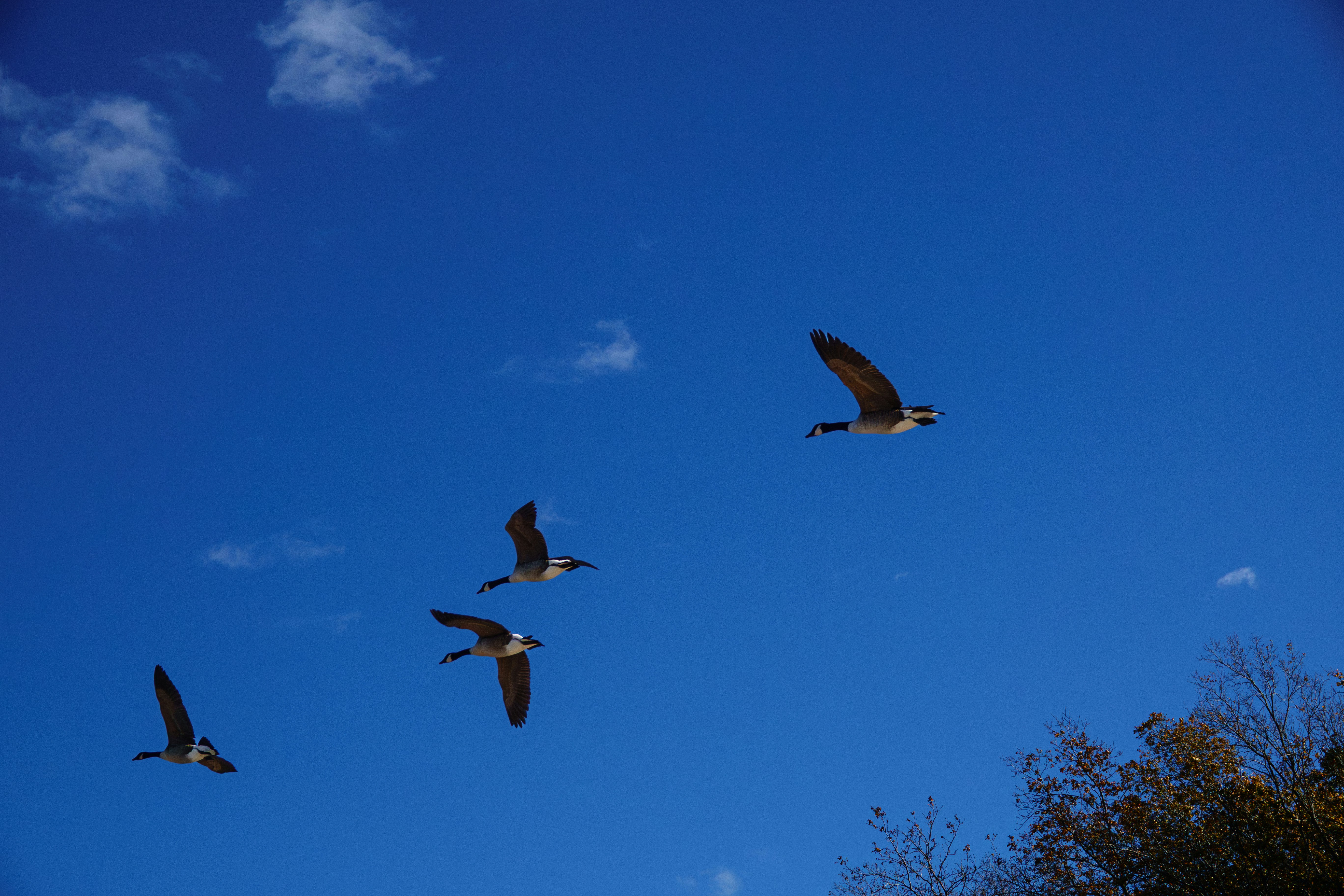 Azure Flight: Quartet of Geese Across a Quiet Blue Sky