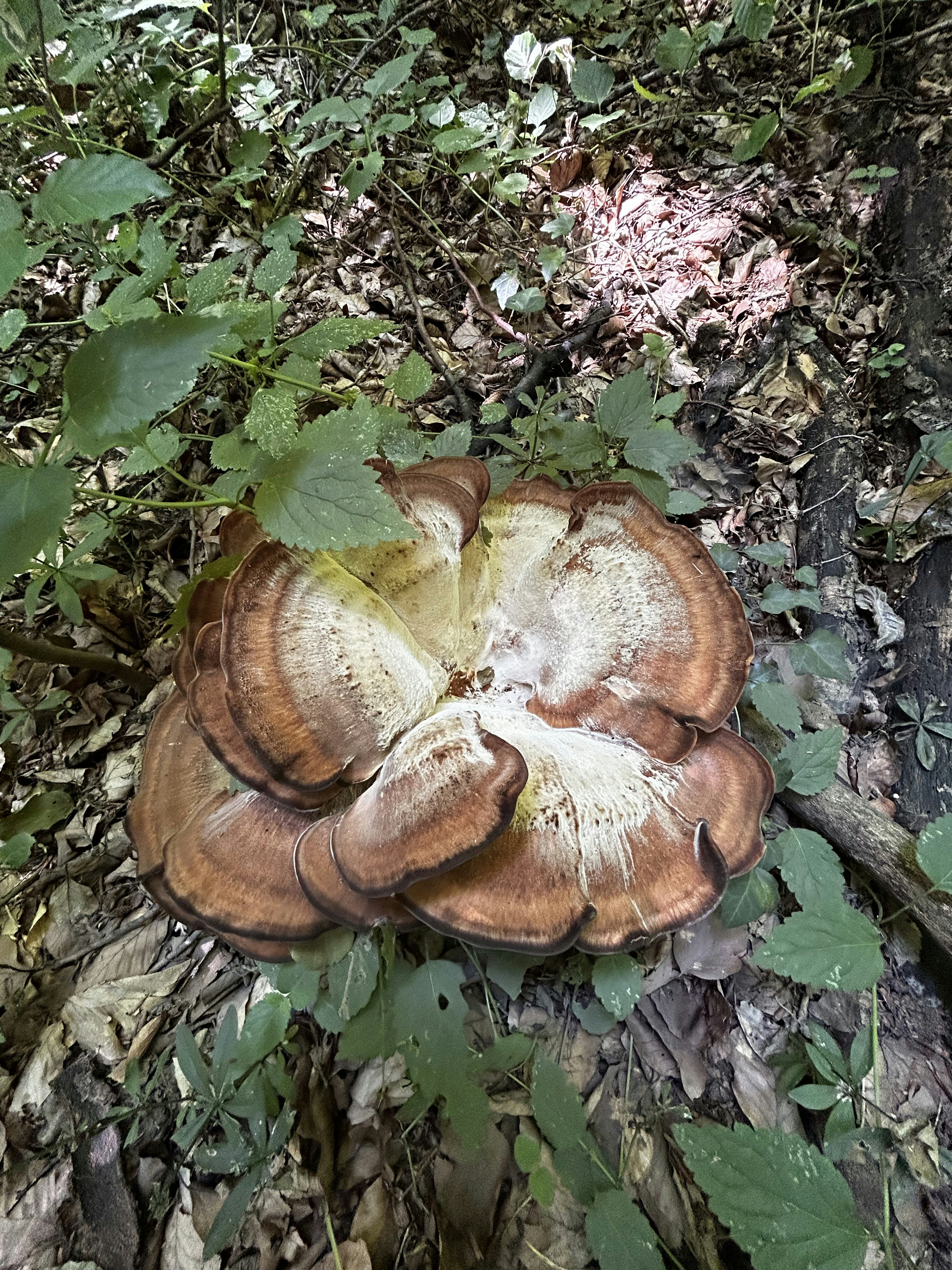 Amber-Edged Bracket Fungus Nestled in Damp Leaf-Litter