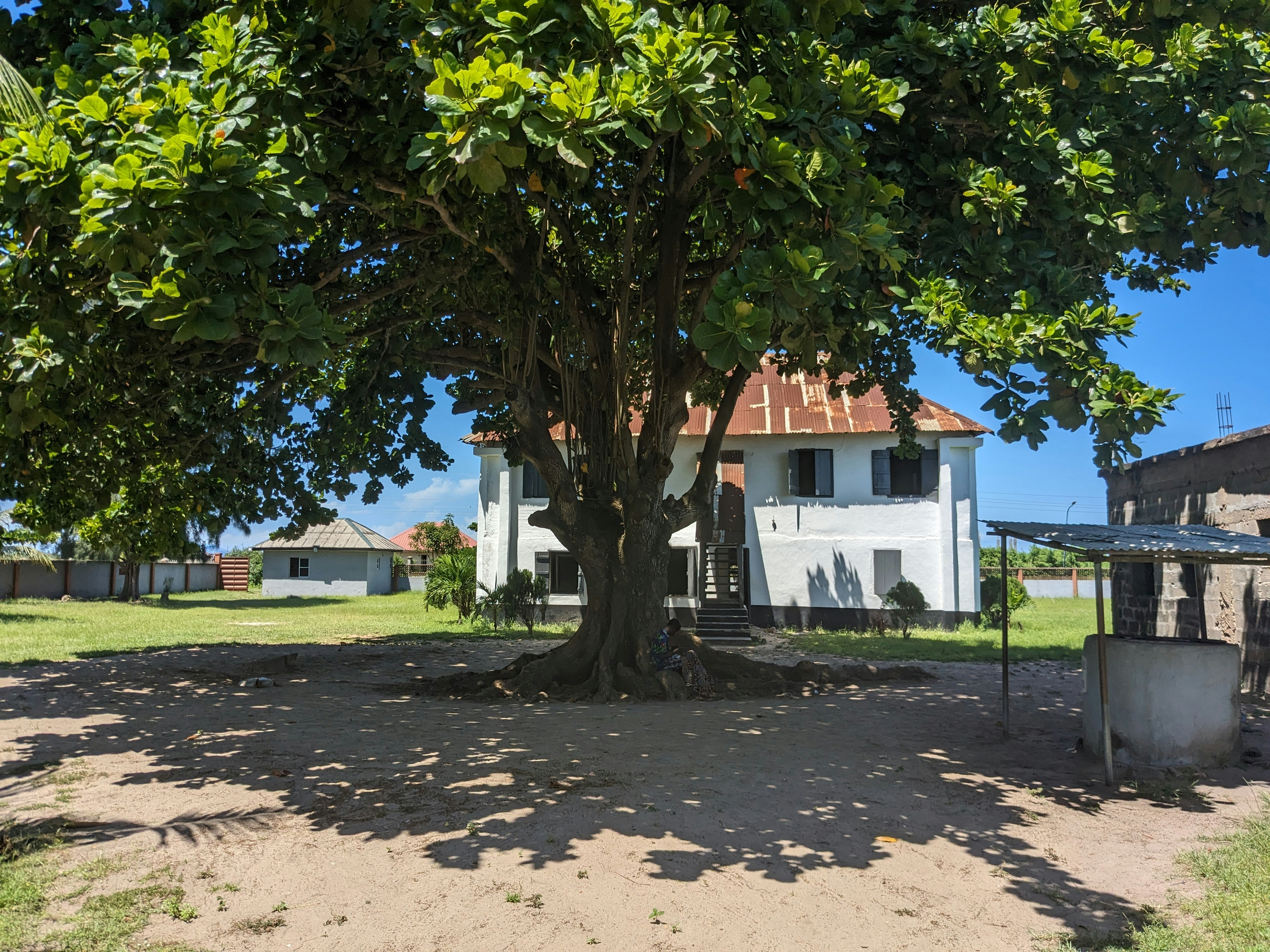 Harbor of Shade: A Giant Tree Framing a White House in Sunlit Calm
