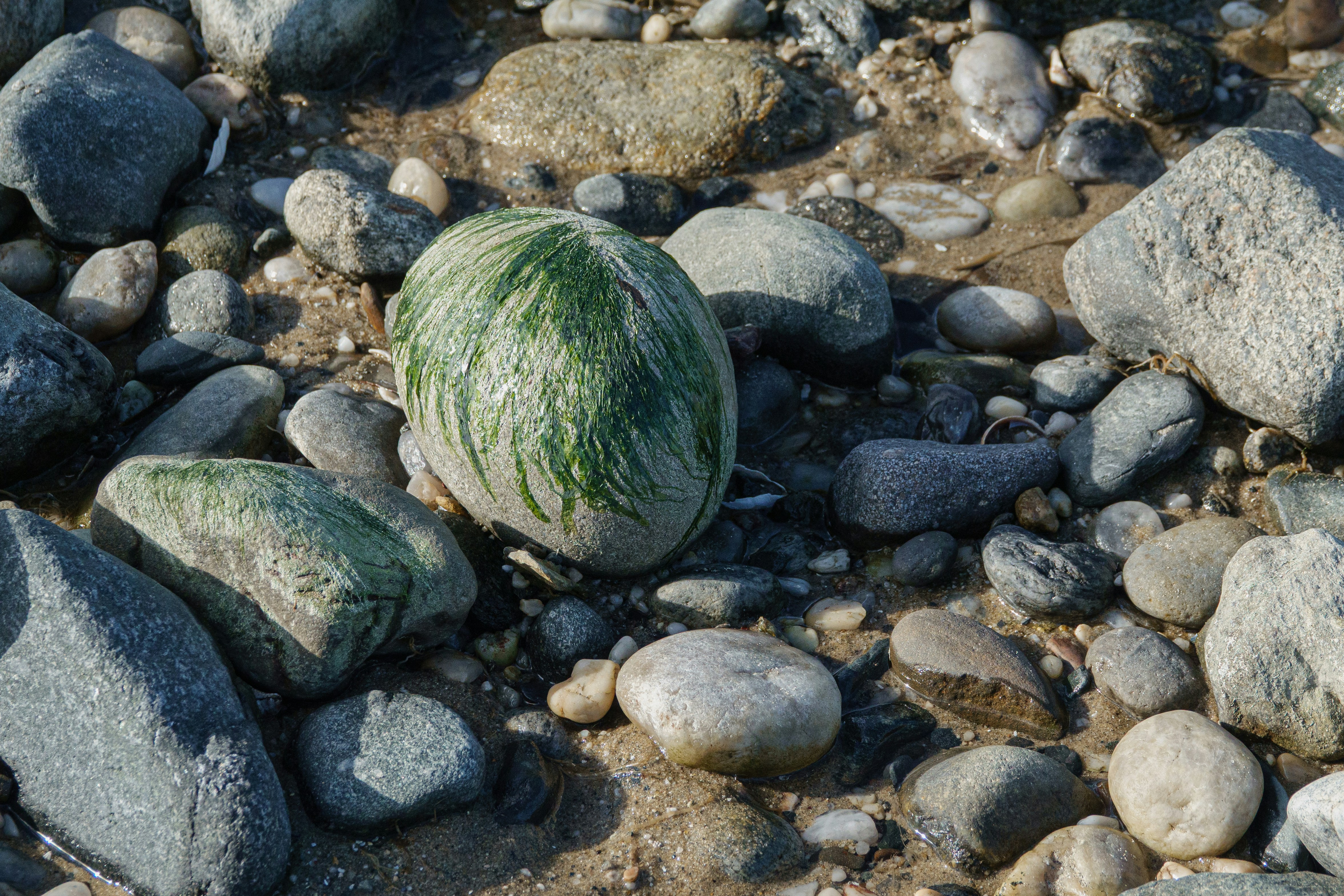 Emerald Orb Among Pebble Mosaic on a Sunlit Shore