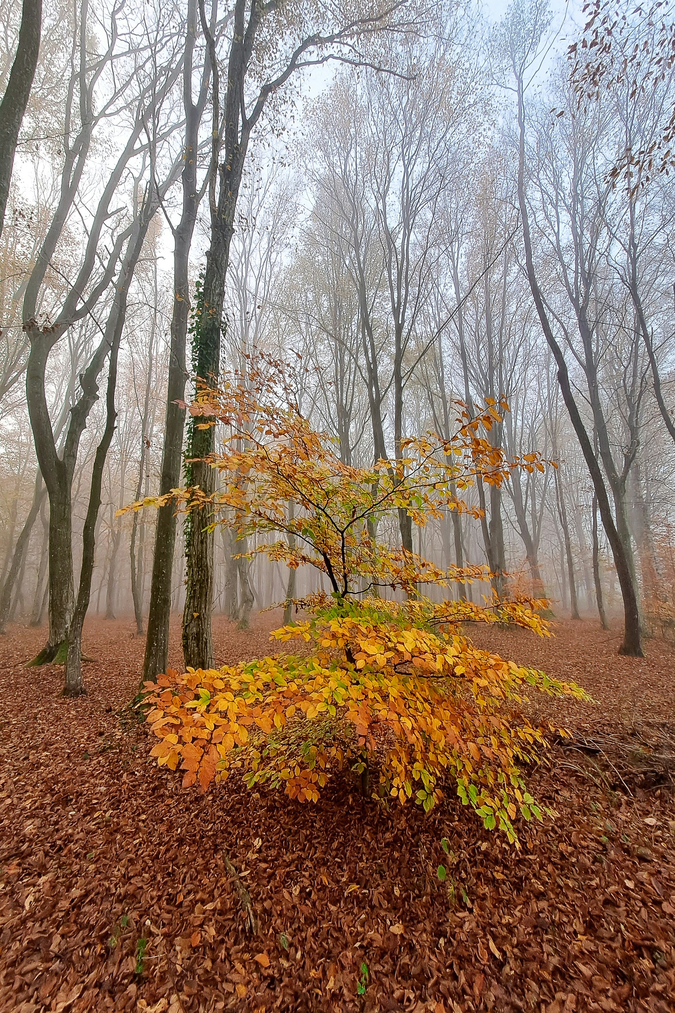 Autumn tree with golden leaves in a foggy forest