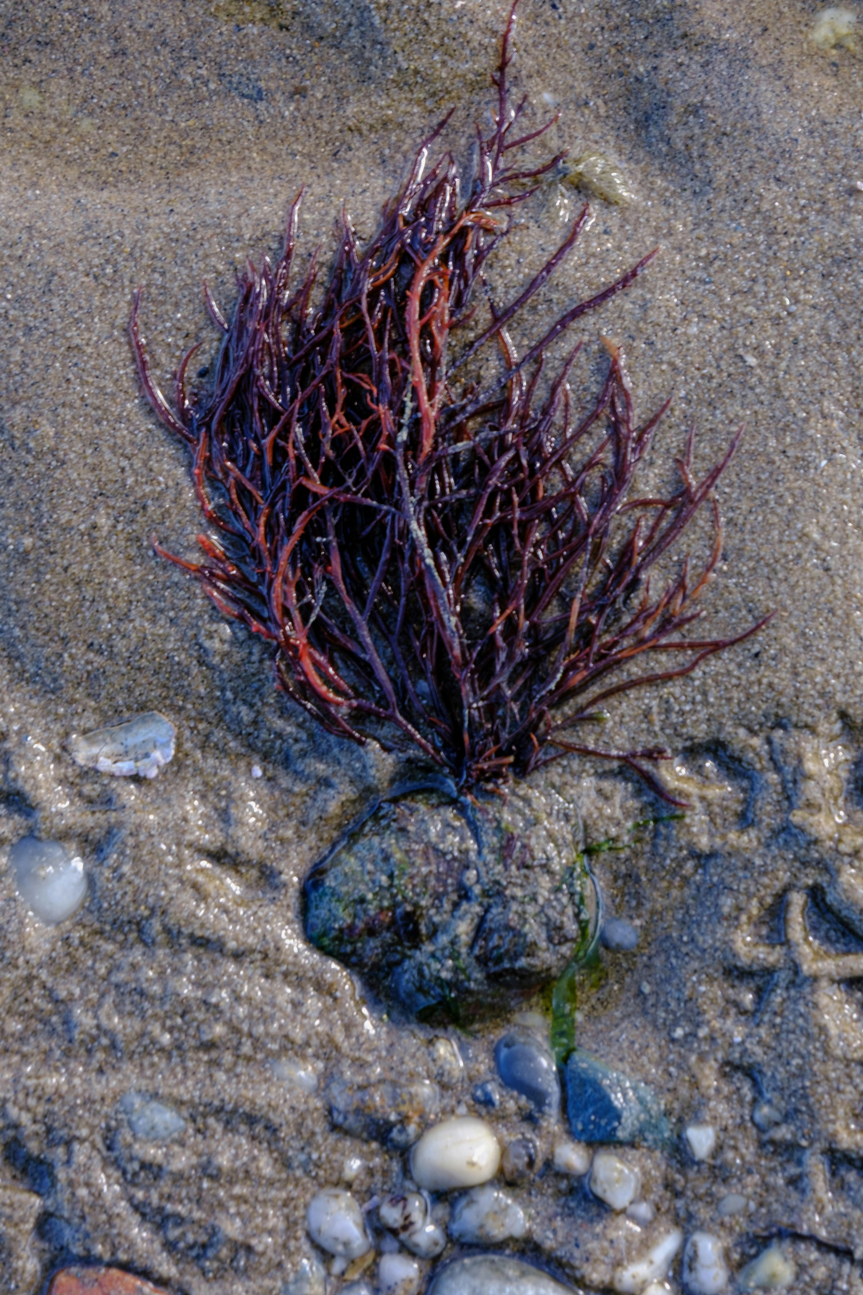 Photo by MICHAEL CHIARA with Fujifilm X-H2S