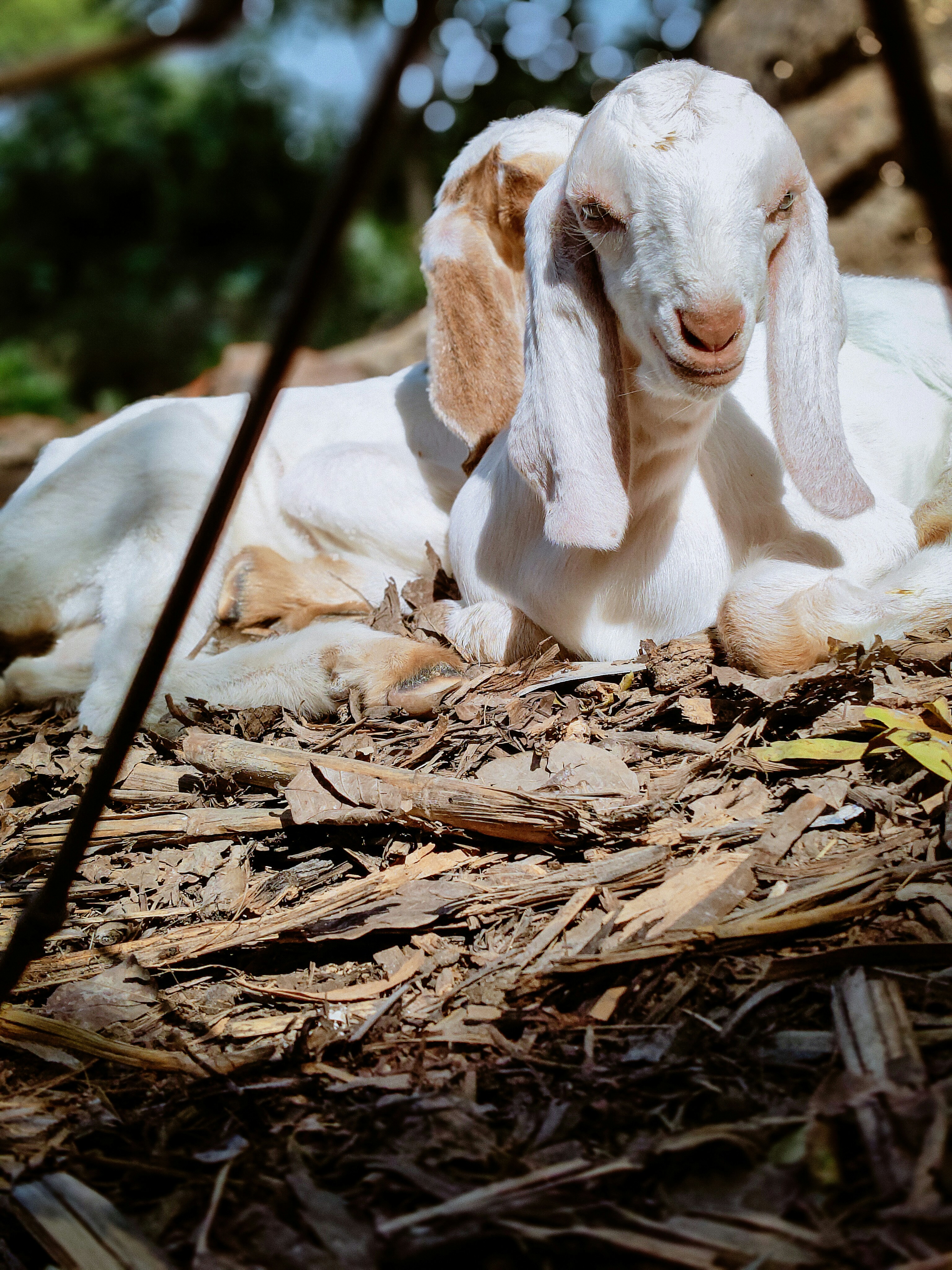 Baby's goat 🐐🐐