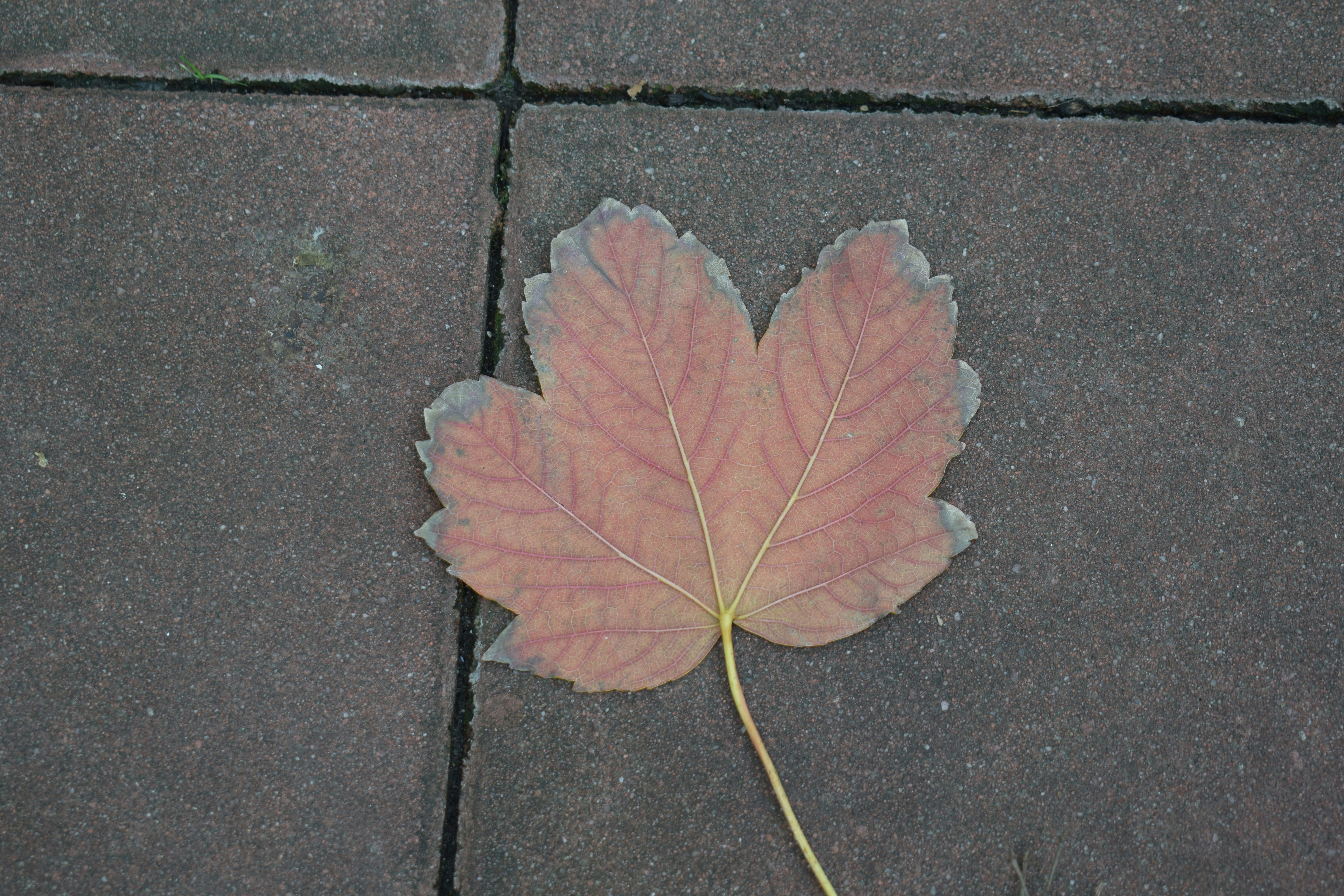 Pink-tinged Maple Leaf Resting on a Grid of Grey Paving