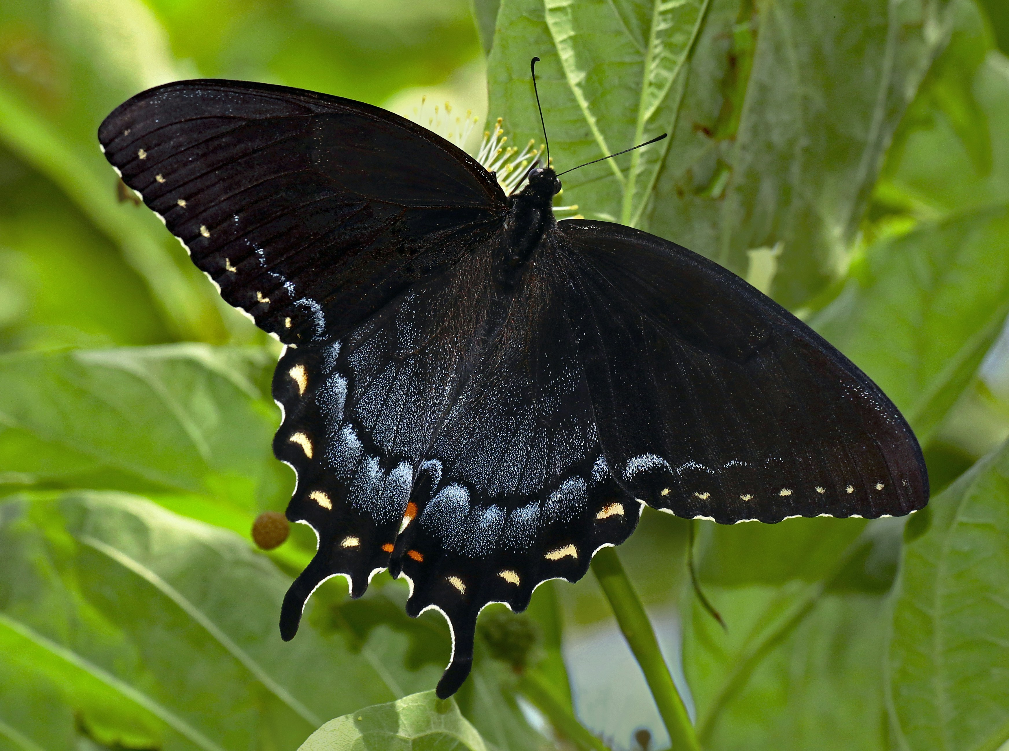 Jet-Black Swallowtail on Jade Leaves
