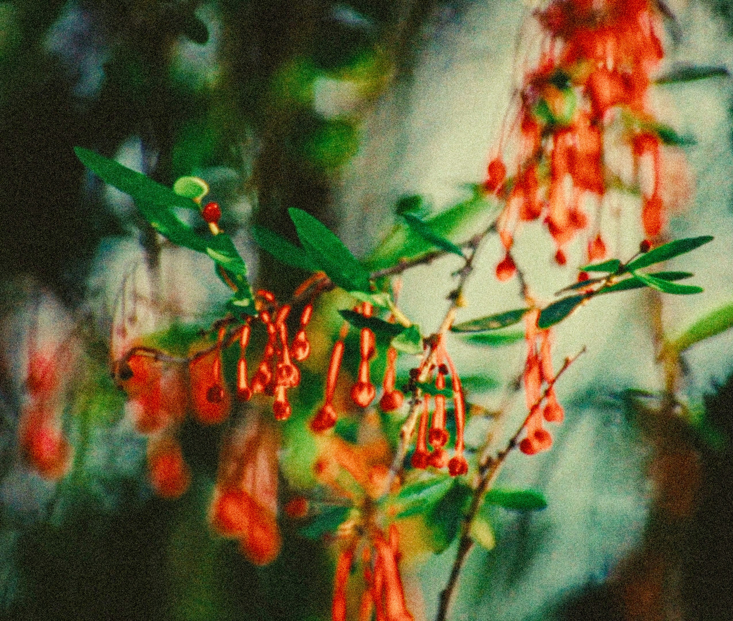 Crimson Pendants in a Velvet Green Dream