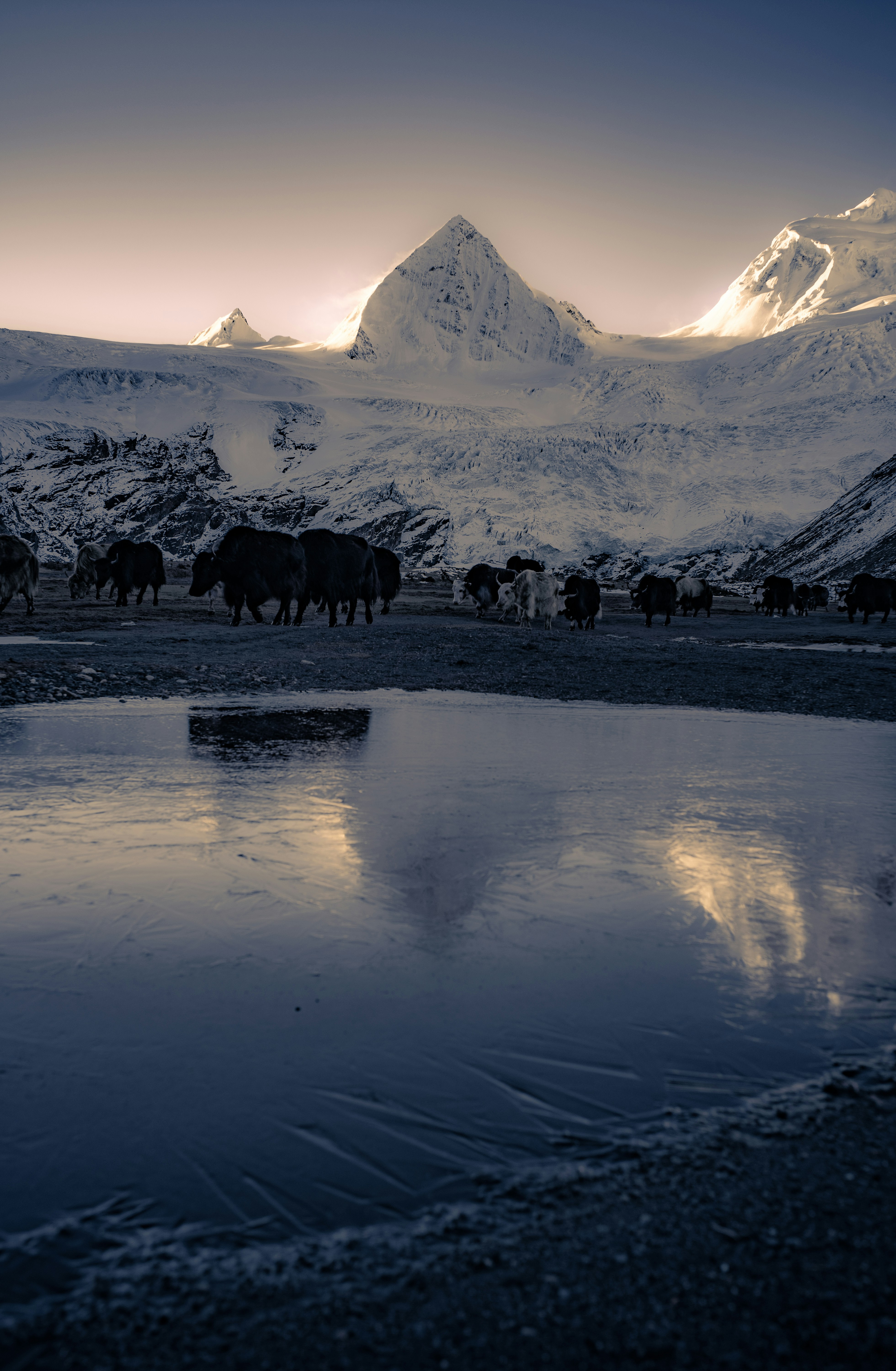 Horses at the Ice Horizon: Twilight over a Glacier Basin
