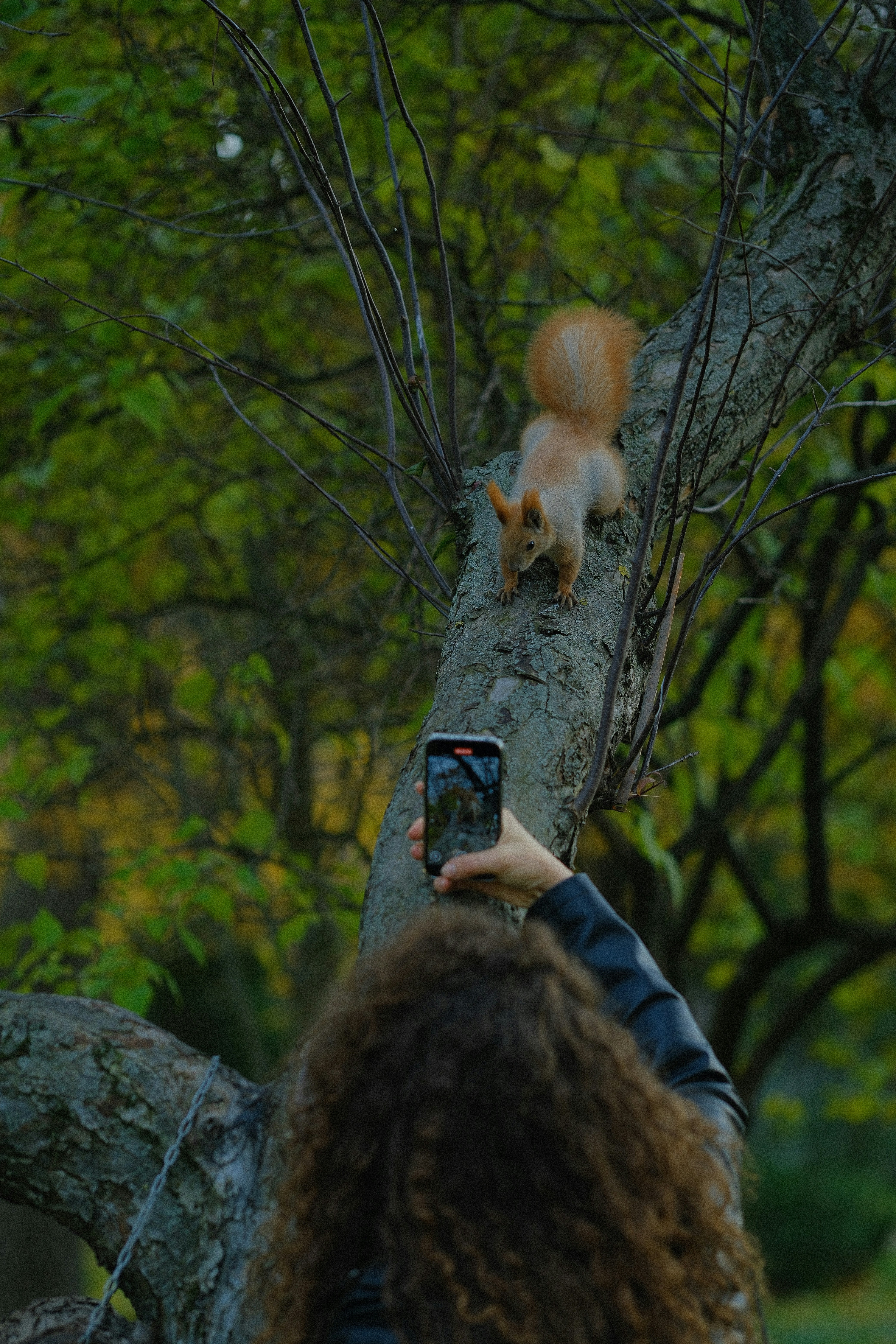 Red Squirrel on a Mossy Trunk: A Quiet Forest Moment Through a Phone