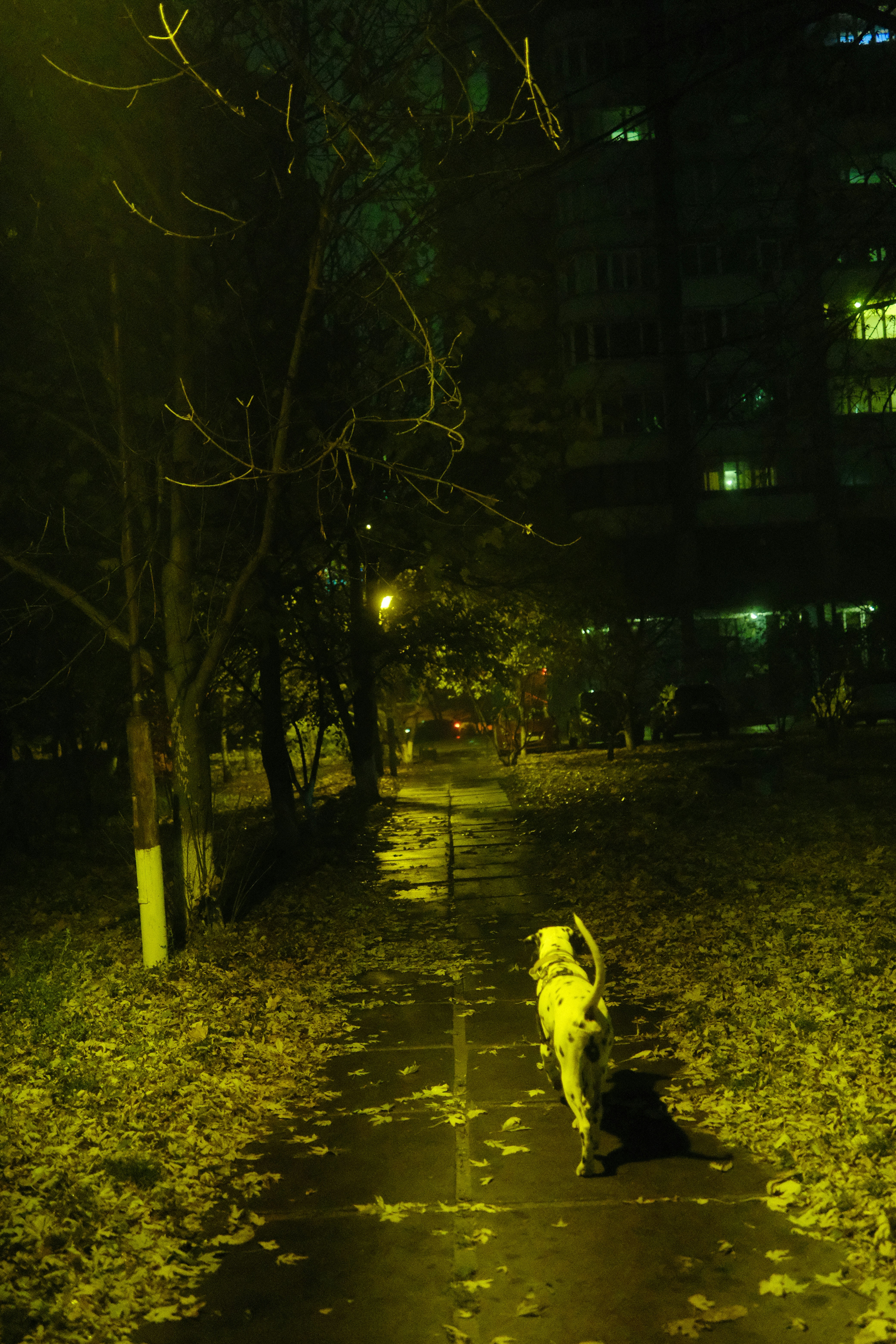 Midnight Leash: Dalmatian on a Leaf-Littered City Path under Green Streetlight