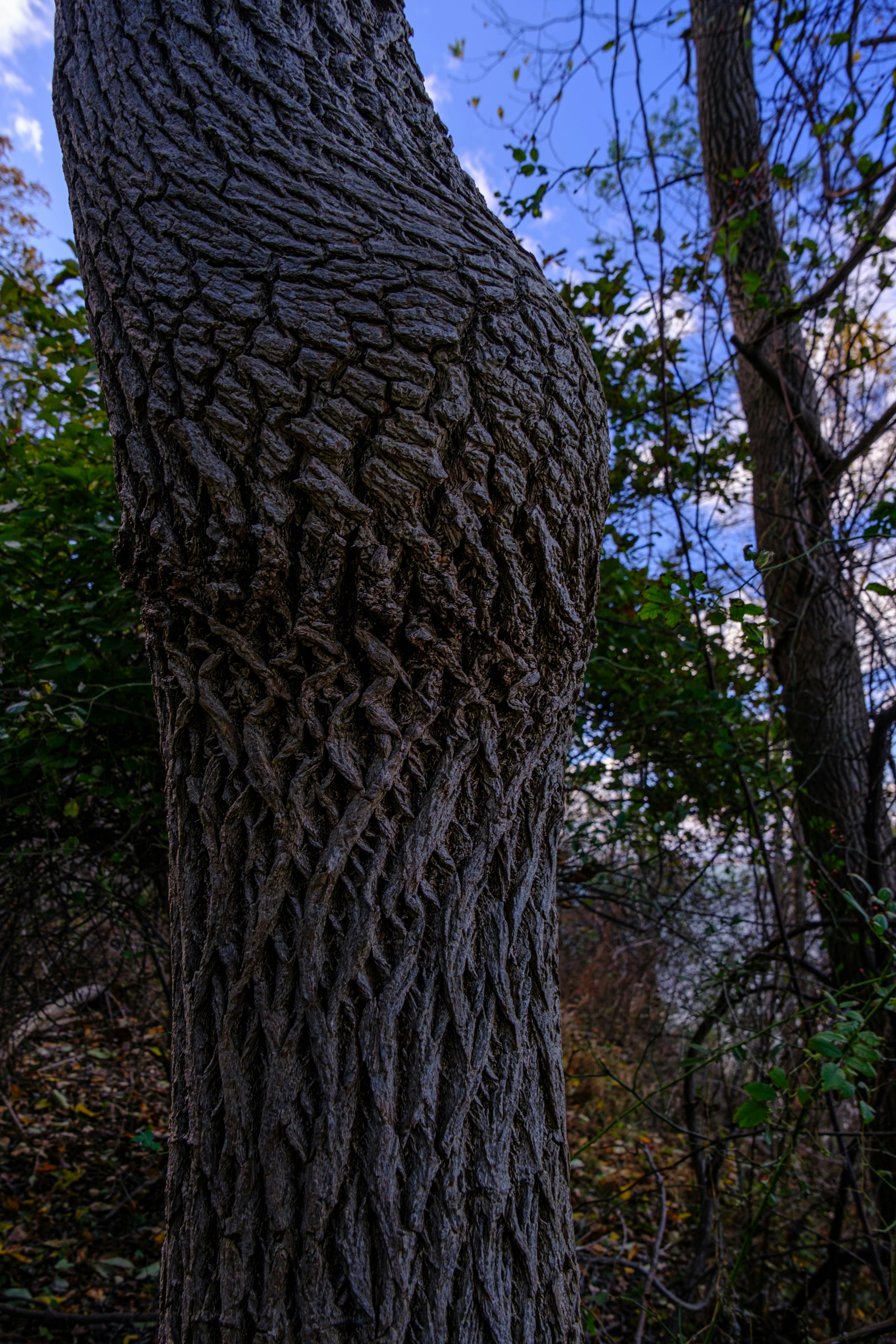 Photo by MICHAEL CHIARA with Fujifilm X-H2S