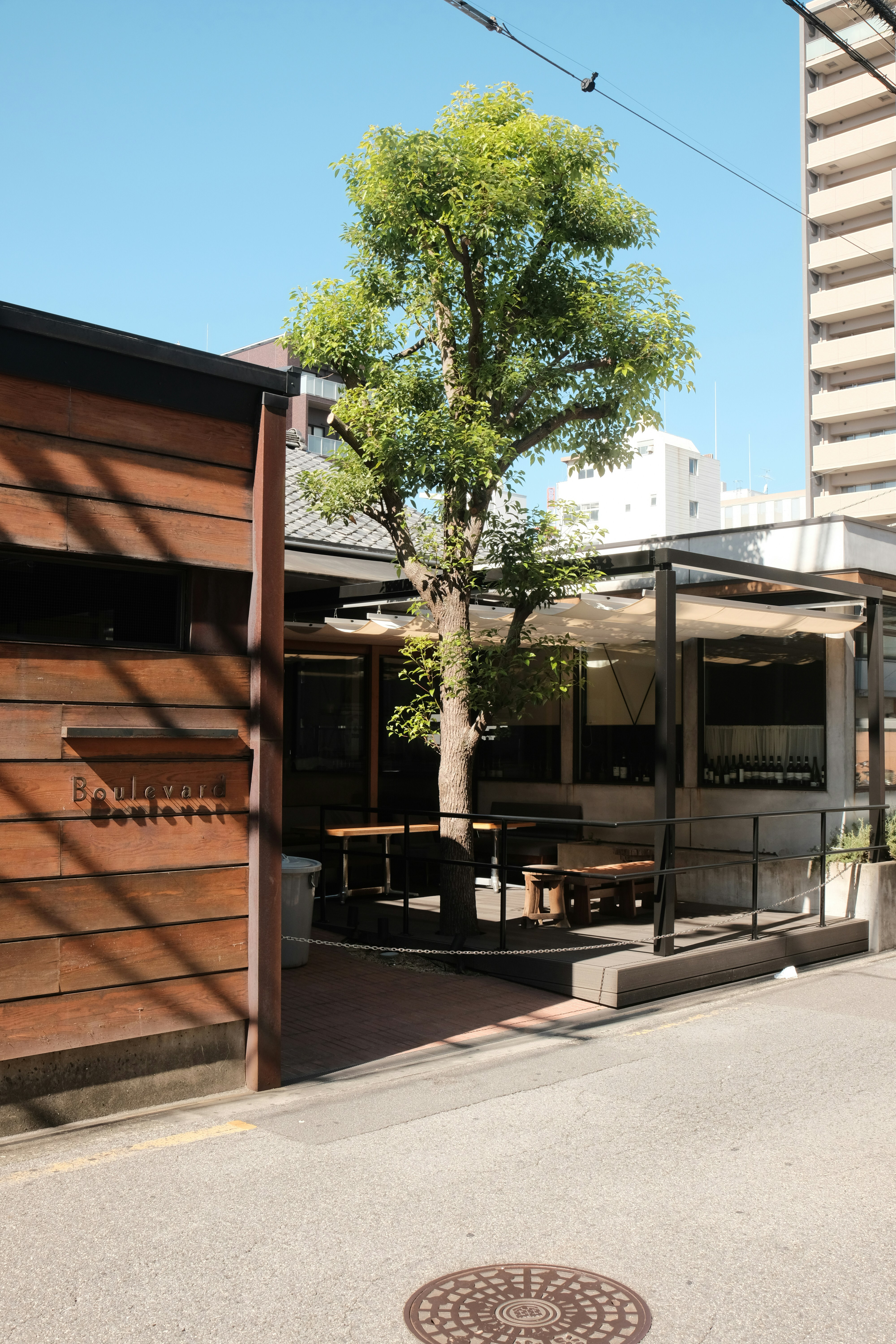 Café Canopy: A Sunlit Tree Framing an Urban Terrace