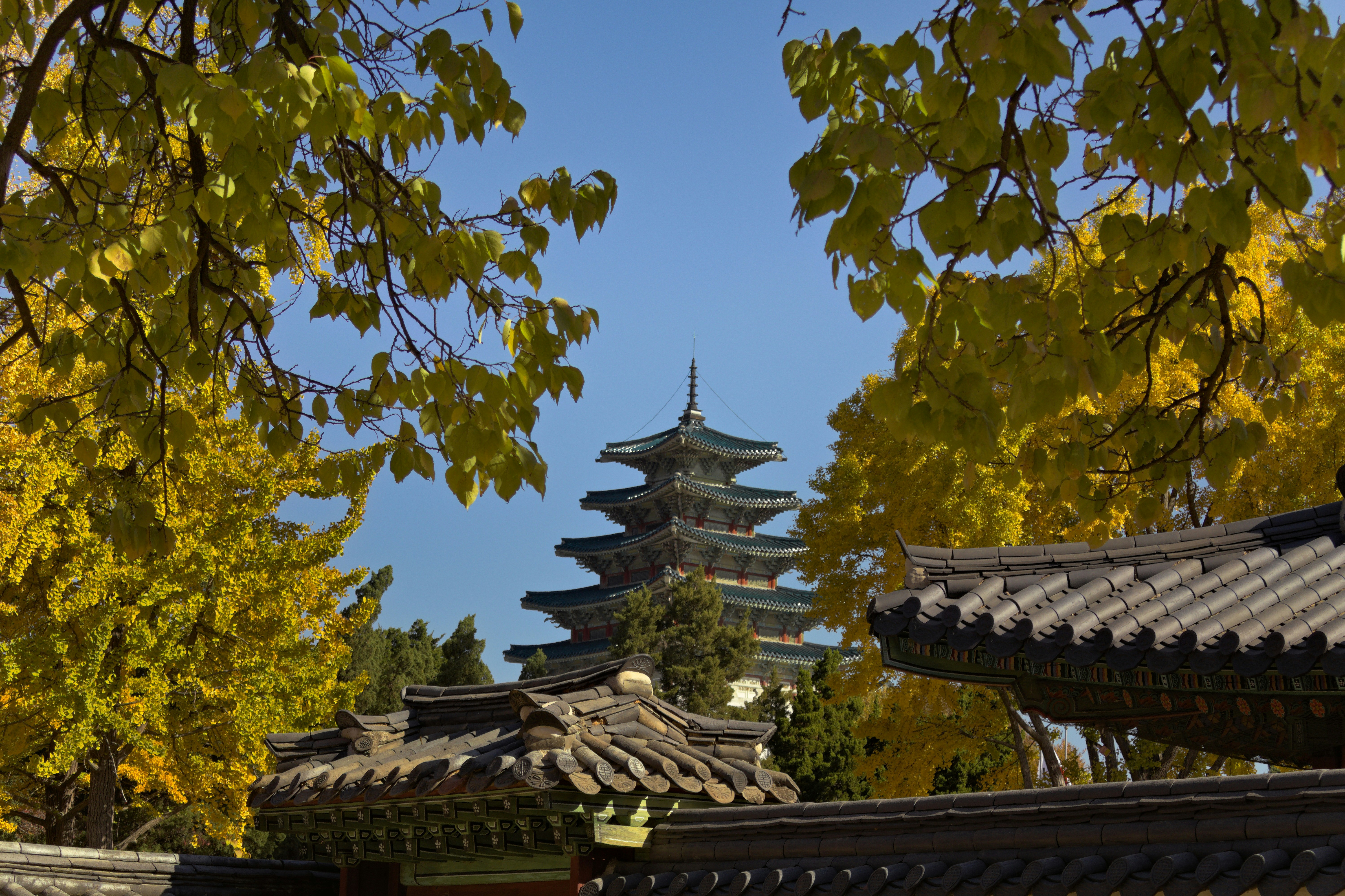 Golden Canopy Framing a Tranquil Five-Tier Pagoda