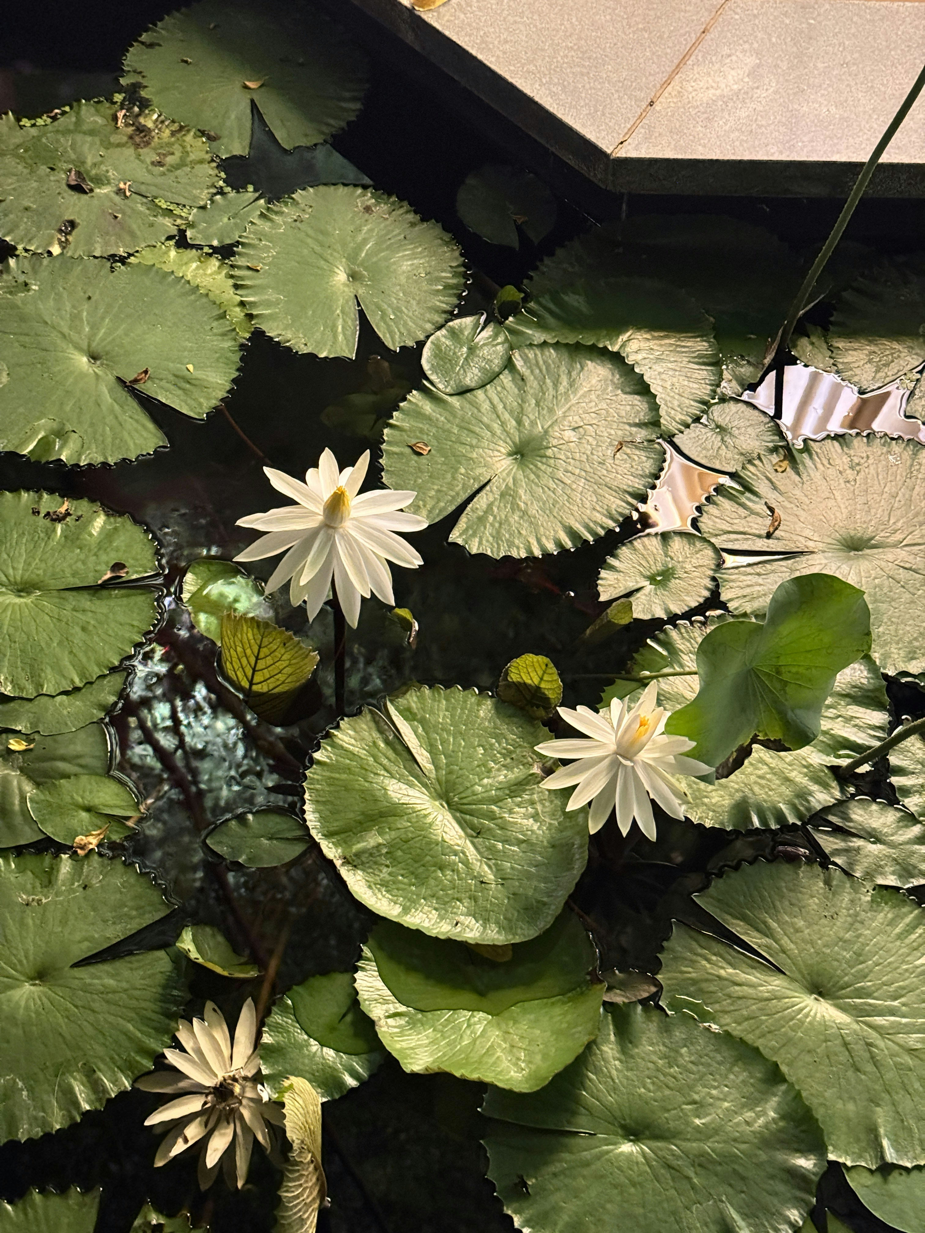 Three White Lilies Adorning a Quiet Pond Mosaic