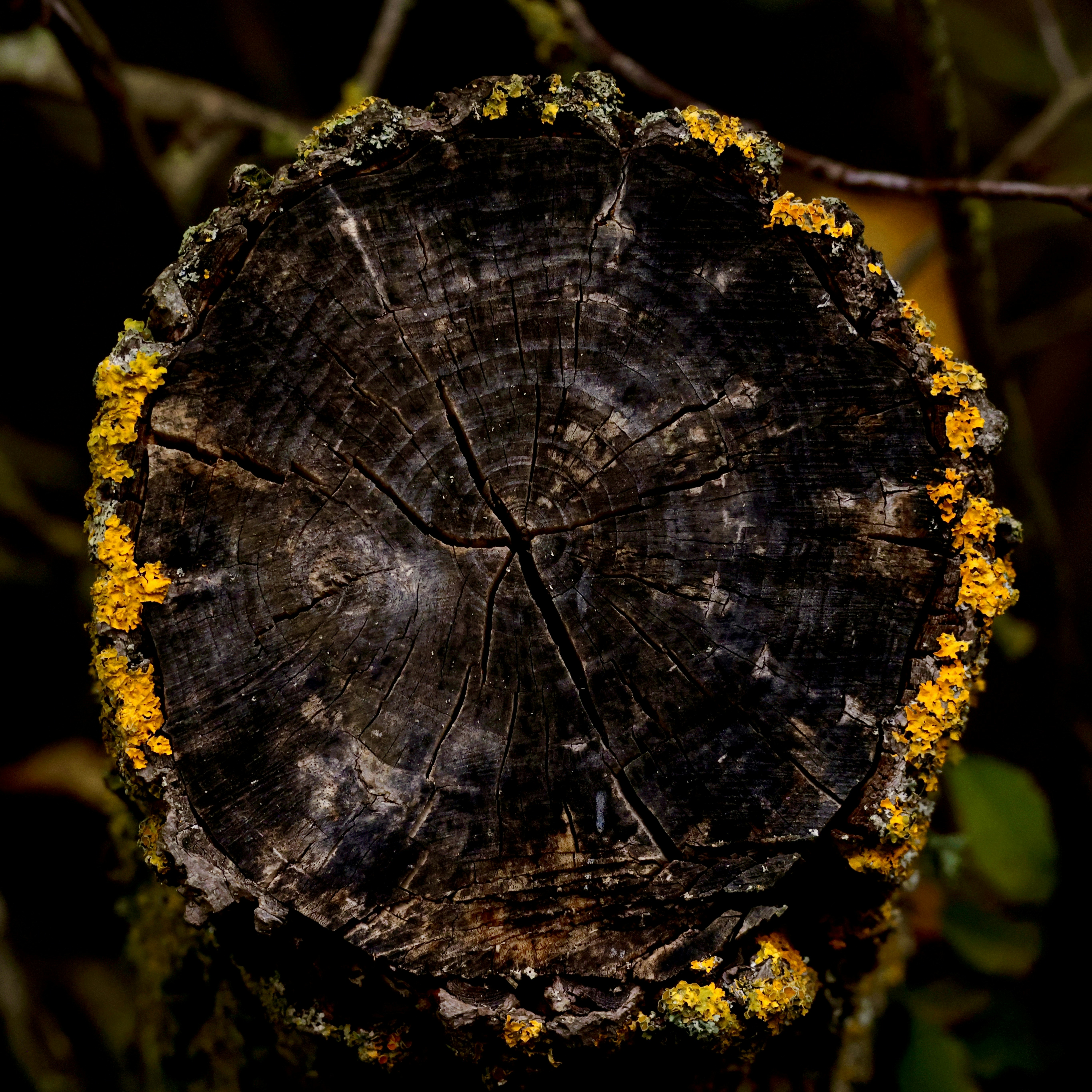 Concentric Time Capsule: Stump Rings Framed by Luminous Orange Lichen