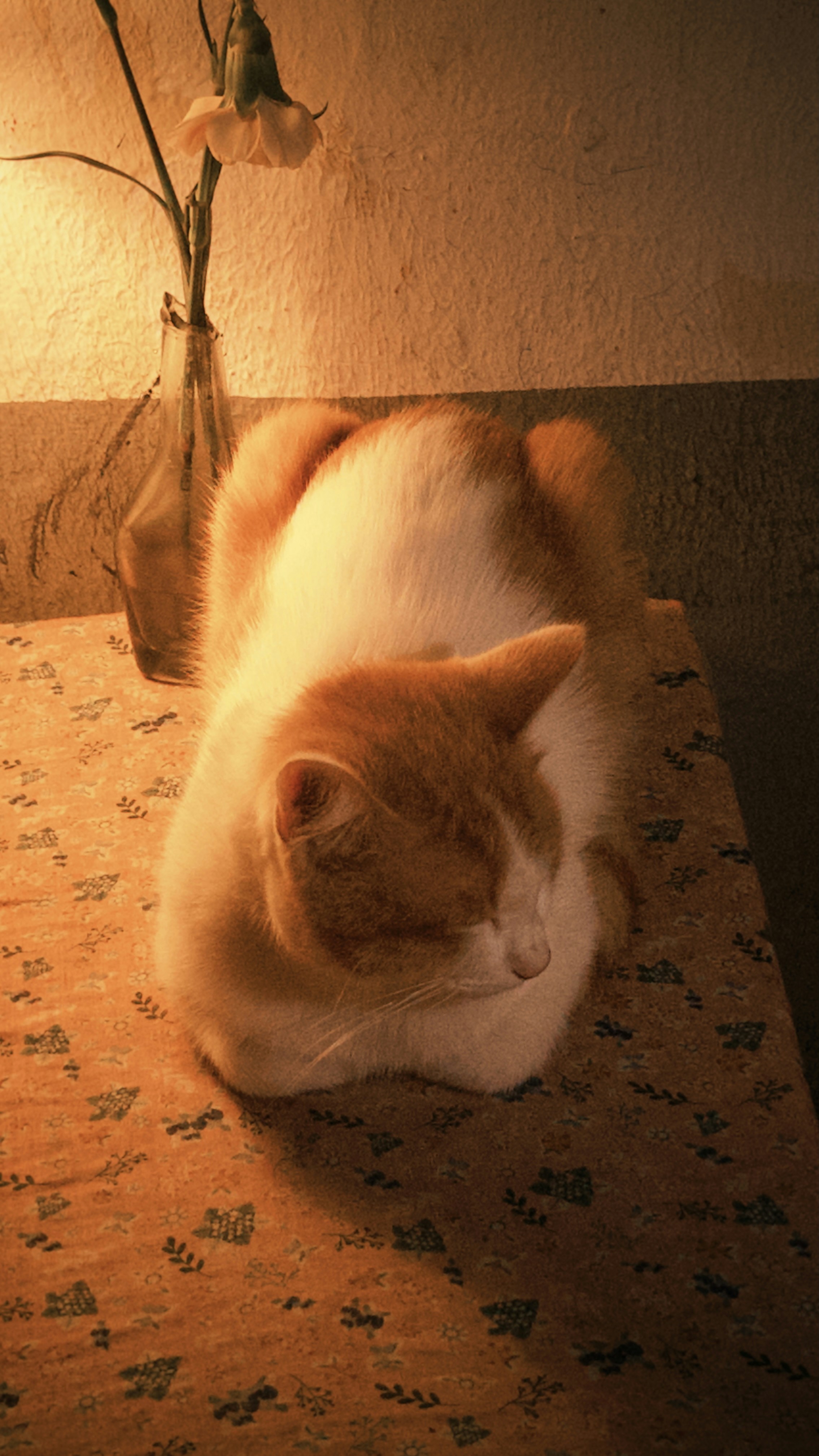 Amber Quiet: A Cat Basks Under Warm Indoor Glow on a Patterned Table