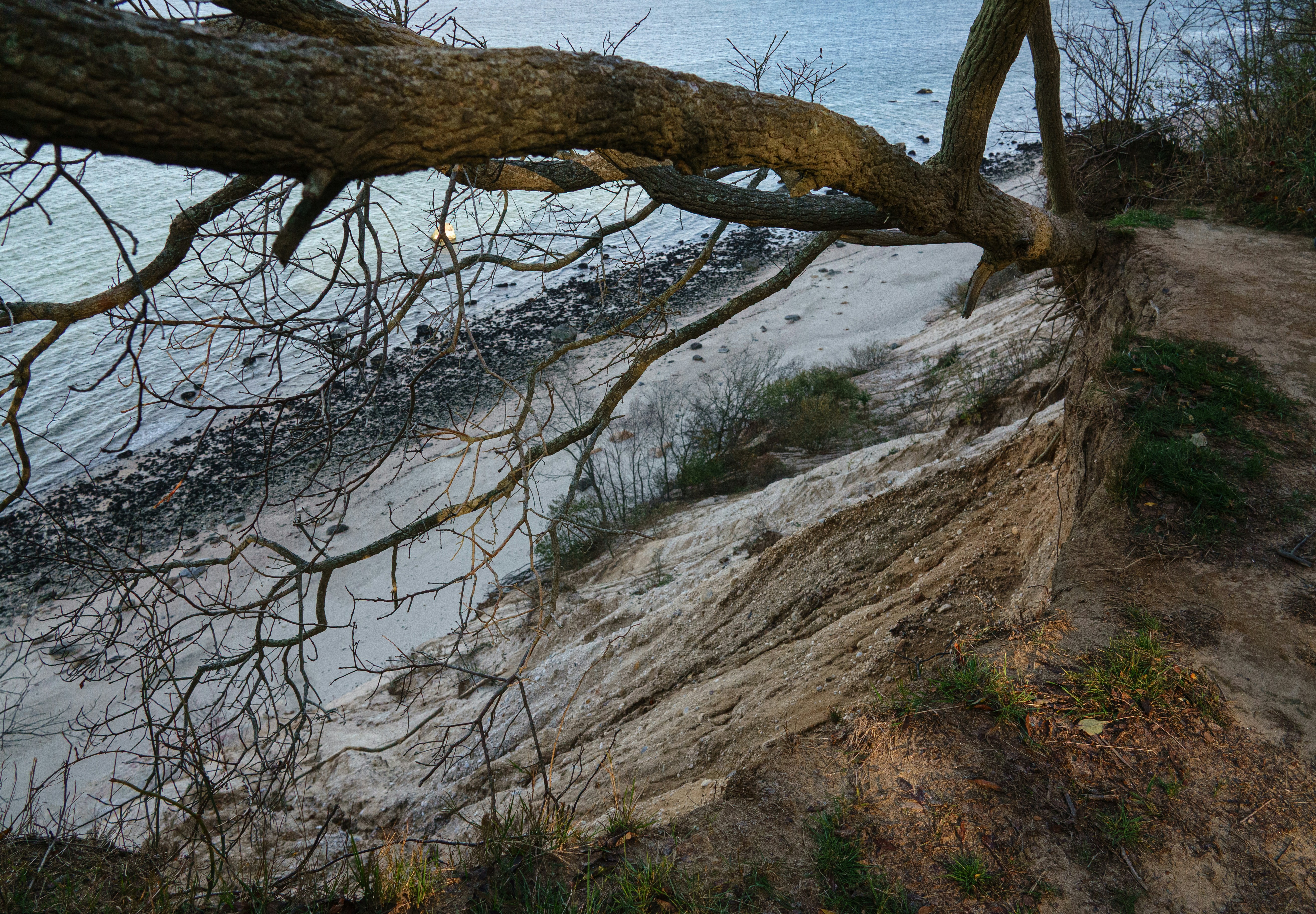 Overhanging Sentinel: A Weathered Branch Framing a Quiet Riverside