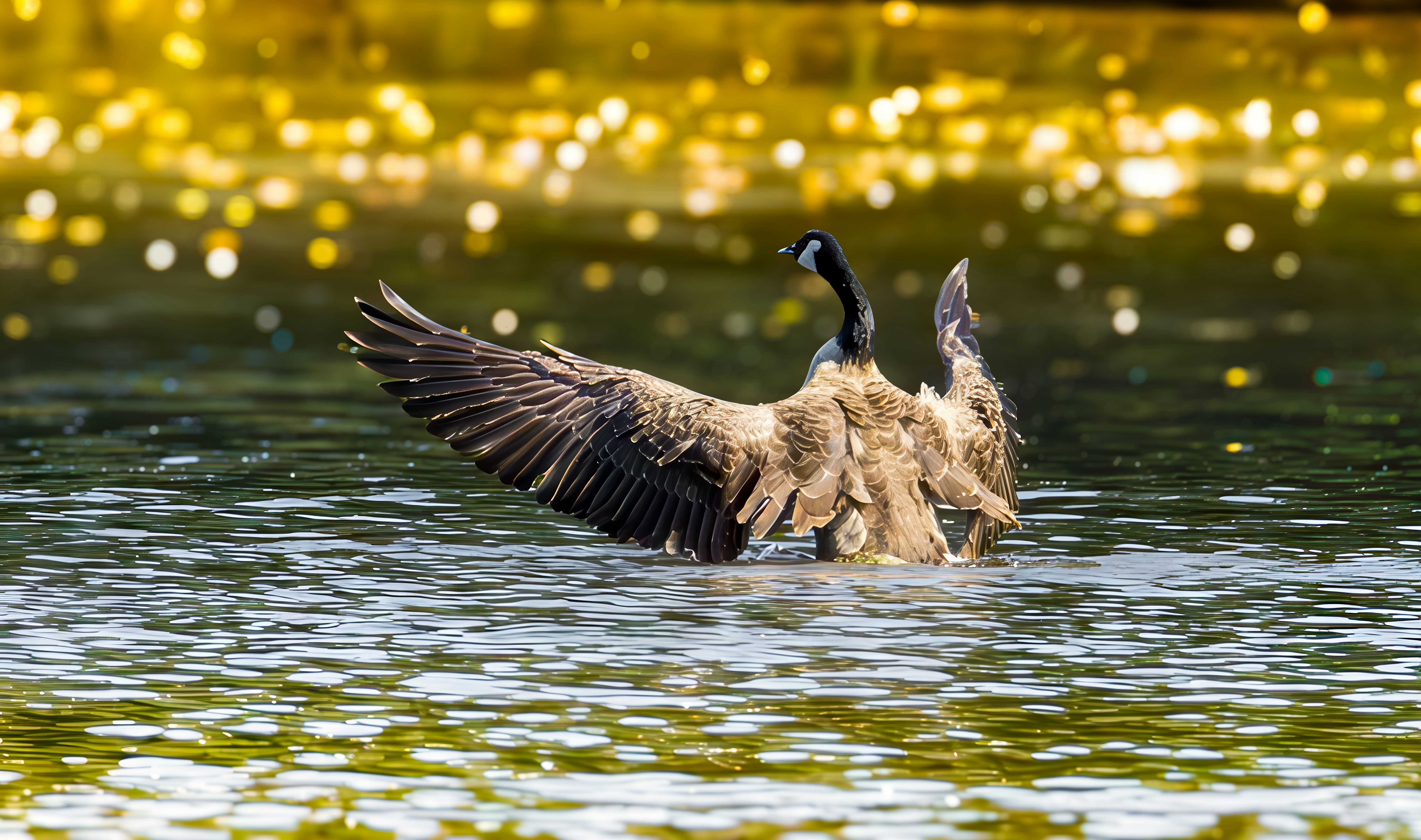 Aus der Reihe 'Kanadagänse im Ballett'
