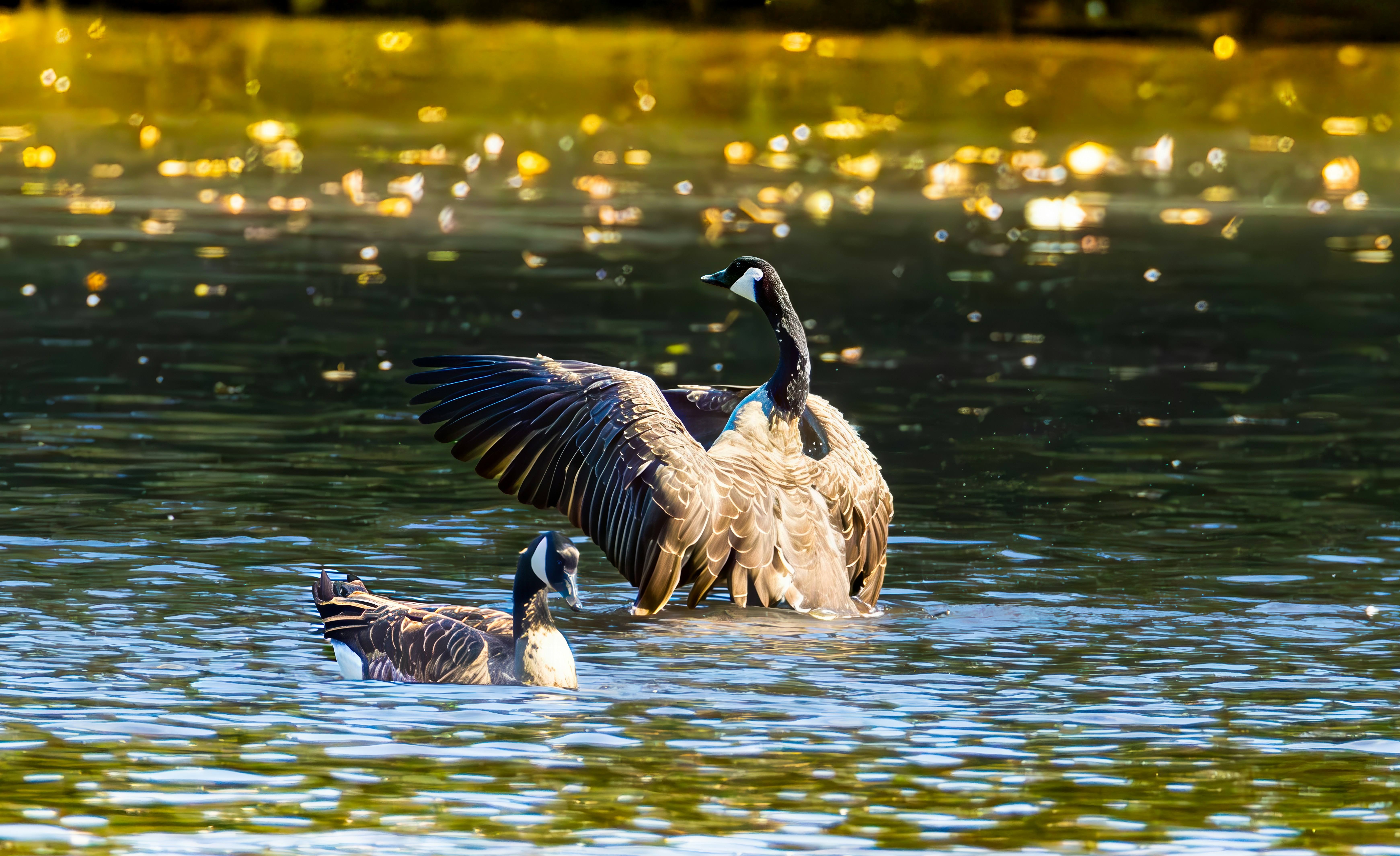 Aus der Reihe 'Kanadagänse im Ballett'