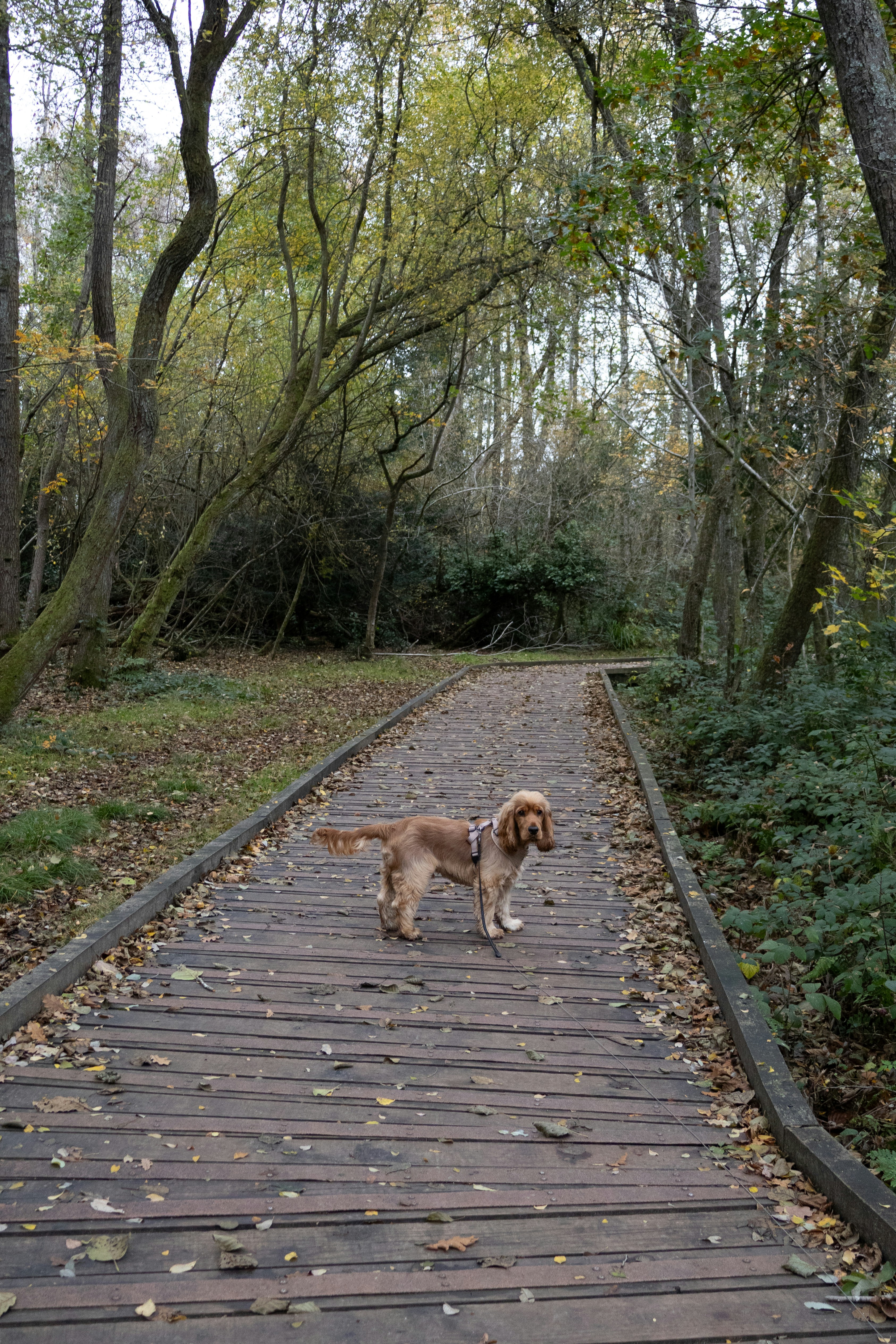 Autumn Pathway Guardian: A Golden Retriever on the Woodland Boardwalk