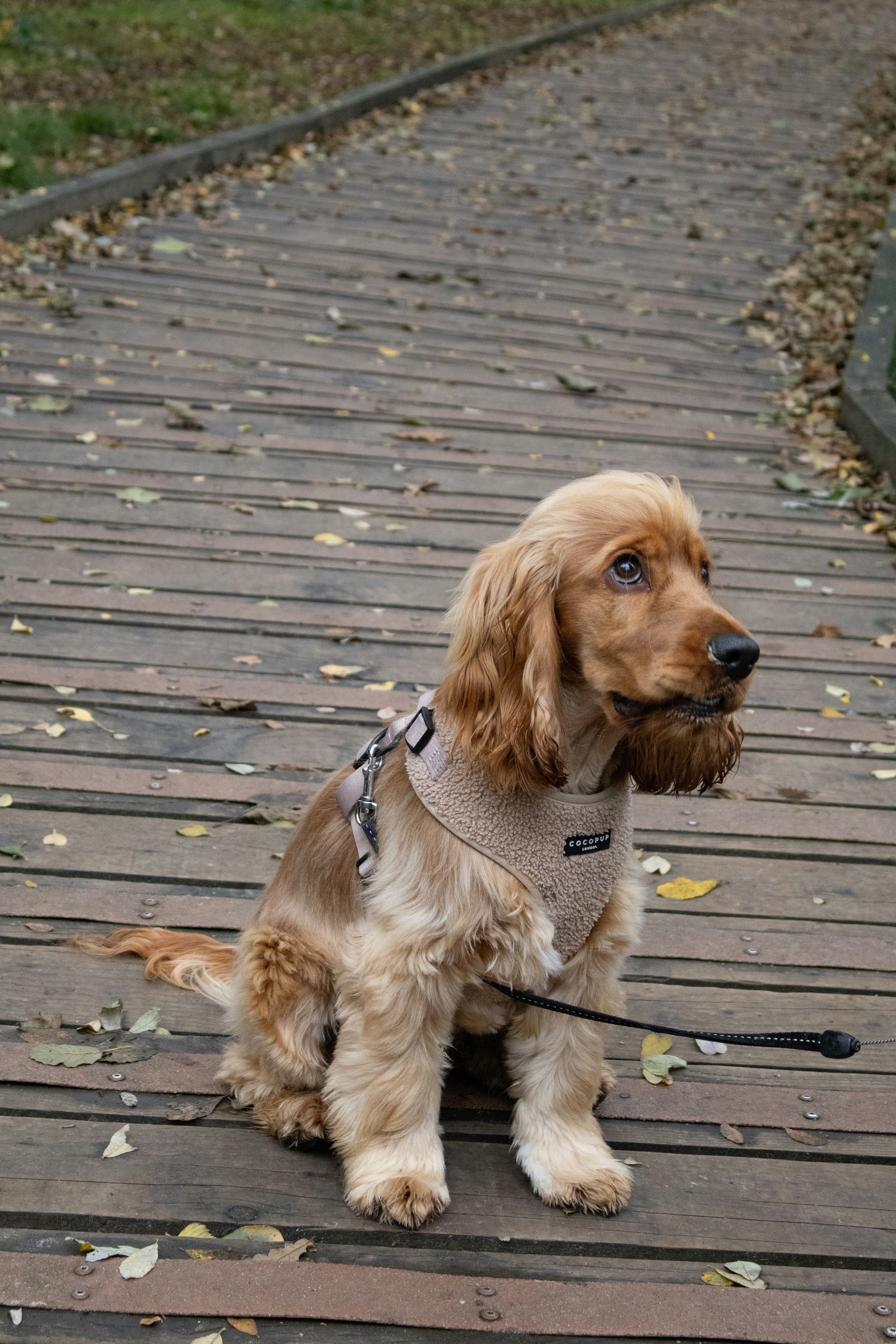 Amber-coated Cocker Spaniel Pausing on a Leaf-Strewn Boardwalk