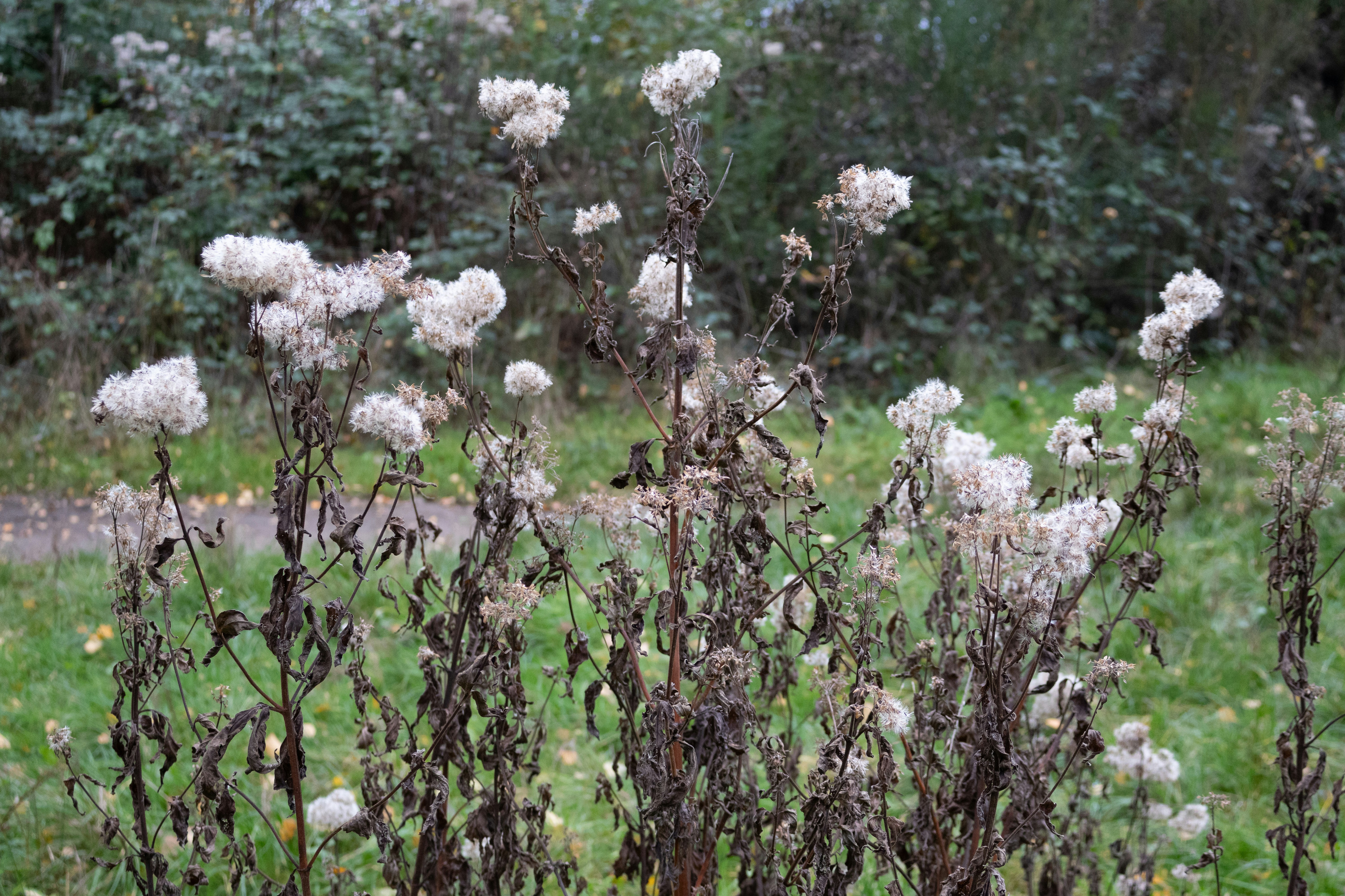 Dried seed heads punctuate a quiet autumn border