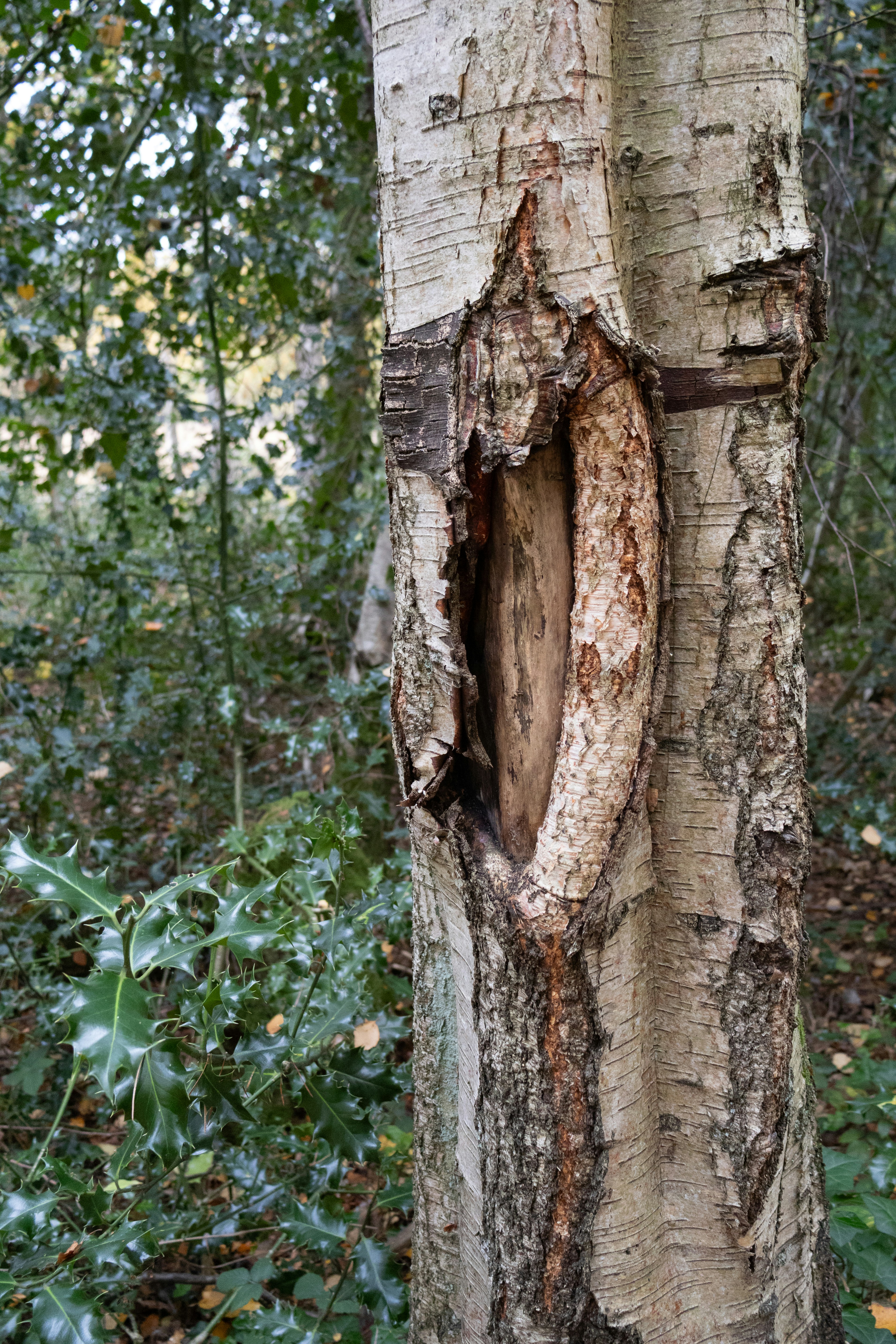 Hollowed Birch: Time-Worn Trunk Framing Light and Shadow