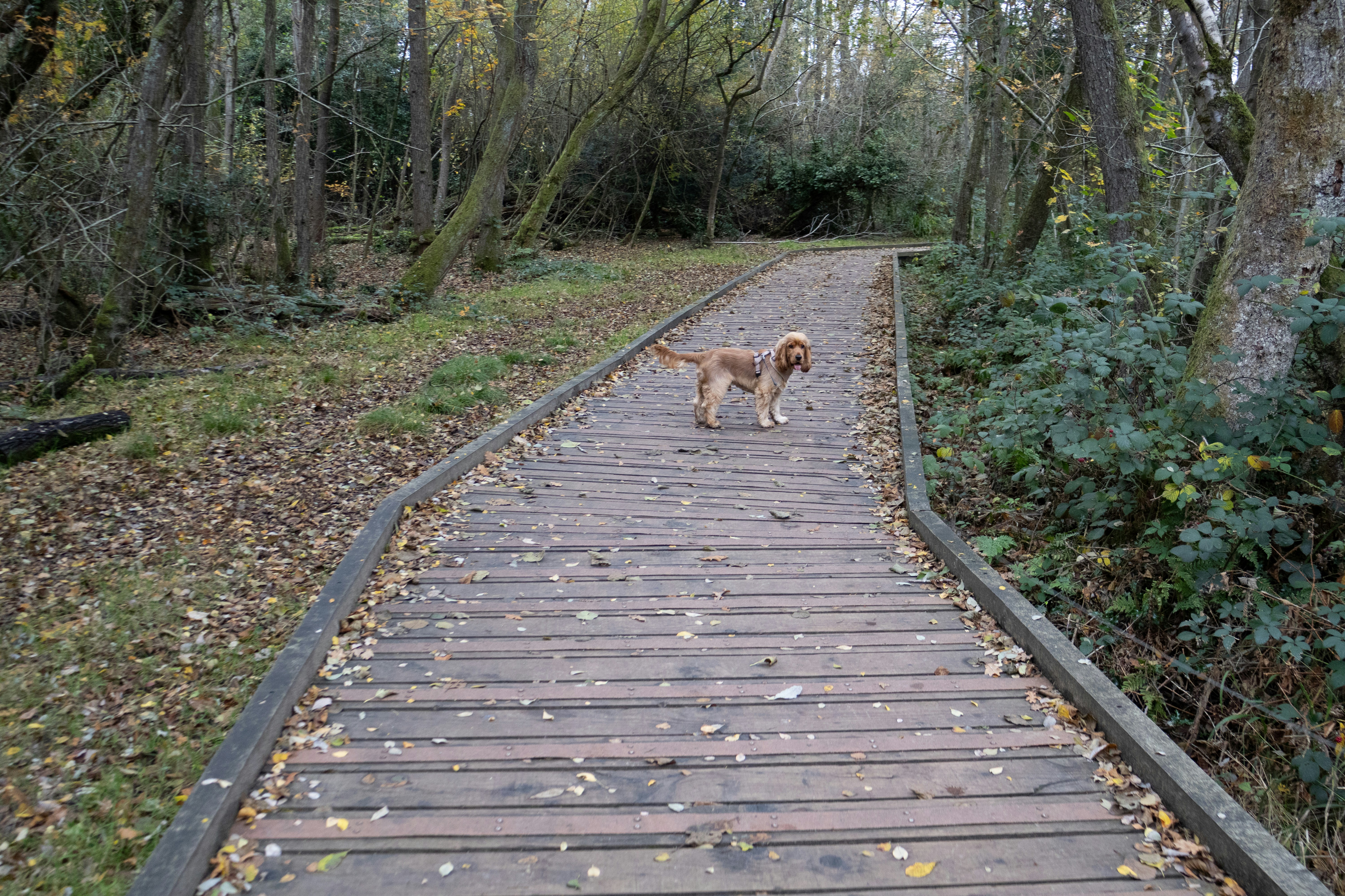 Golden Retriever on a Quiet Woodland Boardwalk