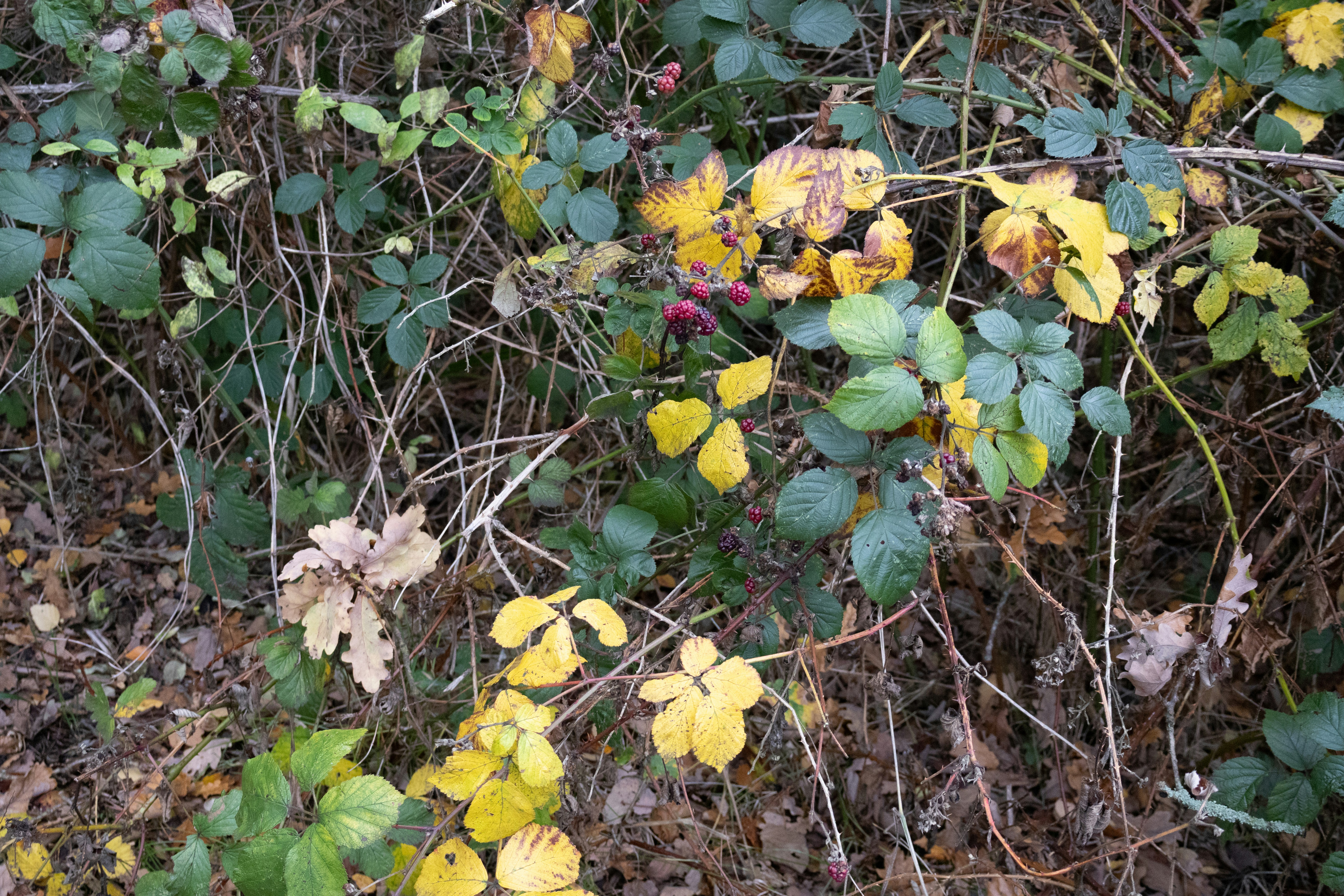 Crimson Berry in a Tangle: Autumn Leaf Textures at Close Range