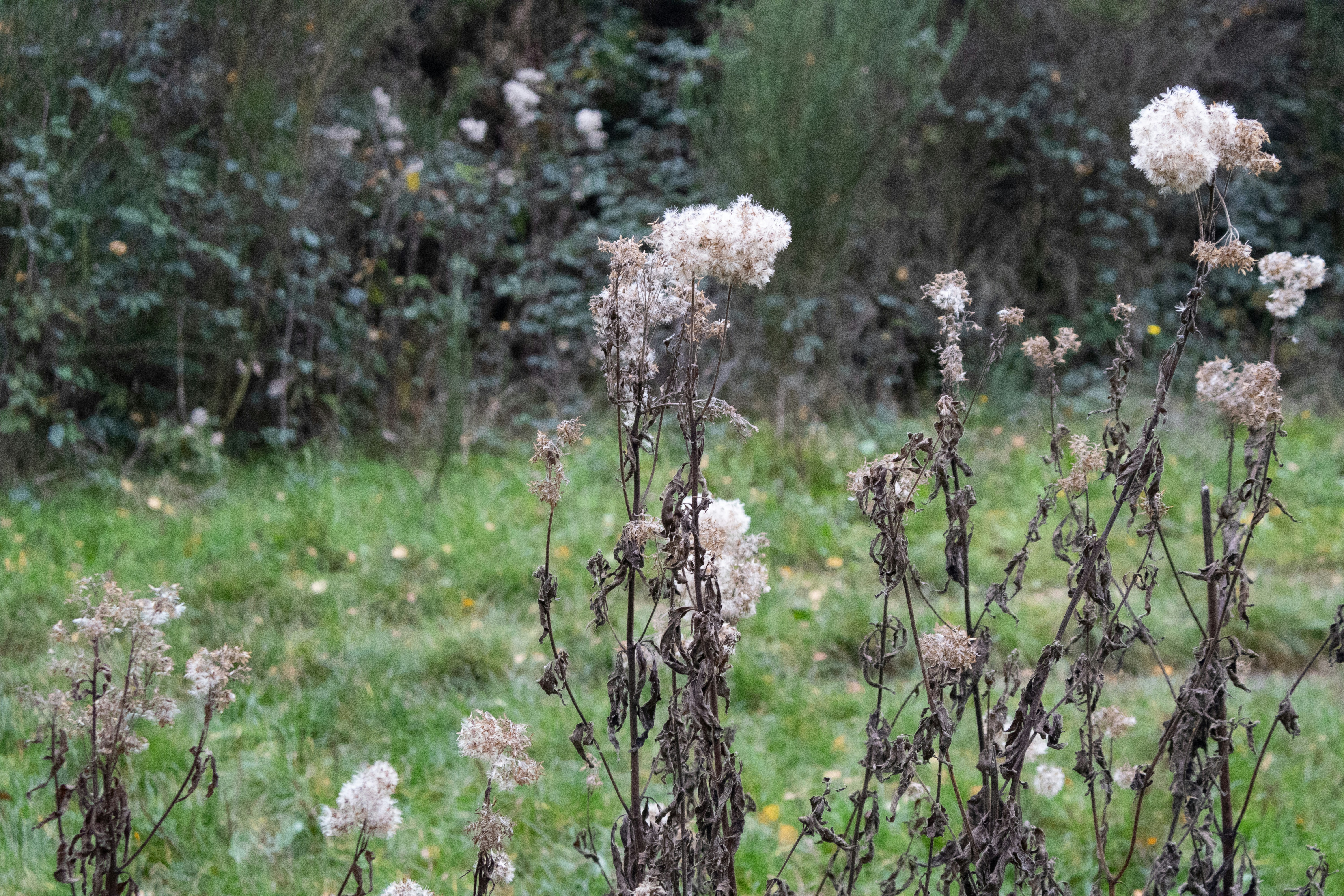 Photo by Tanya Barrow with Canon EOS R50