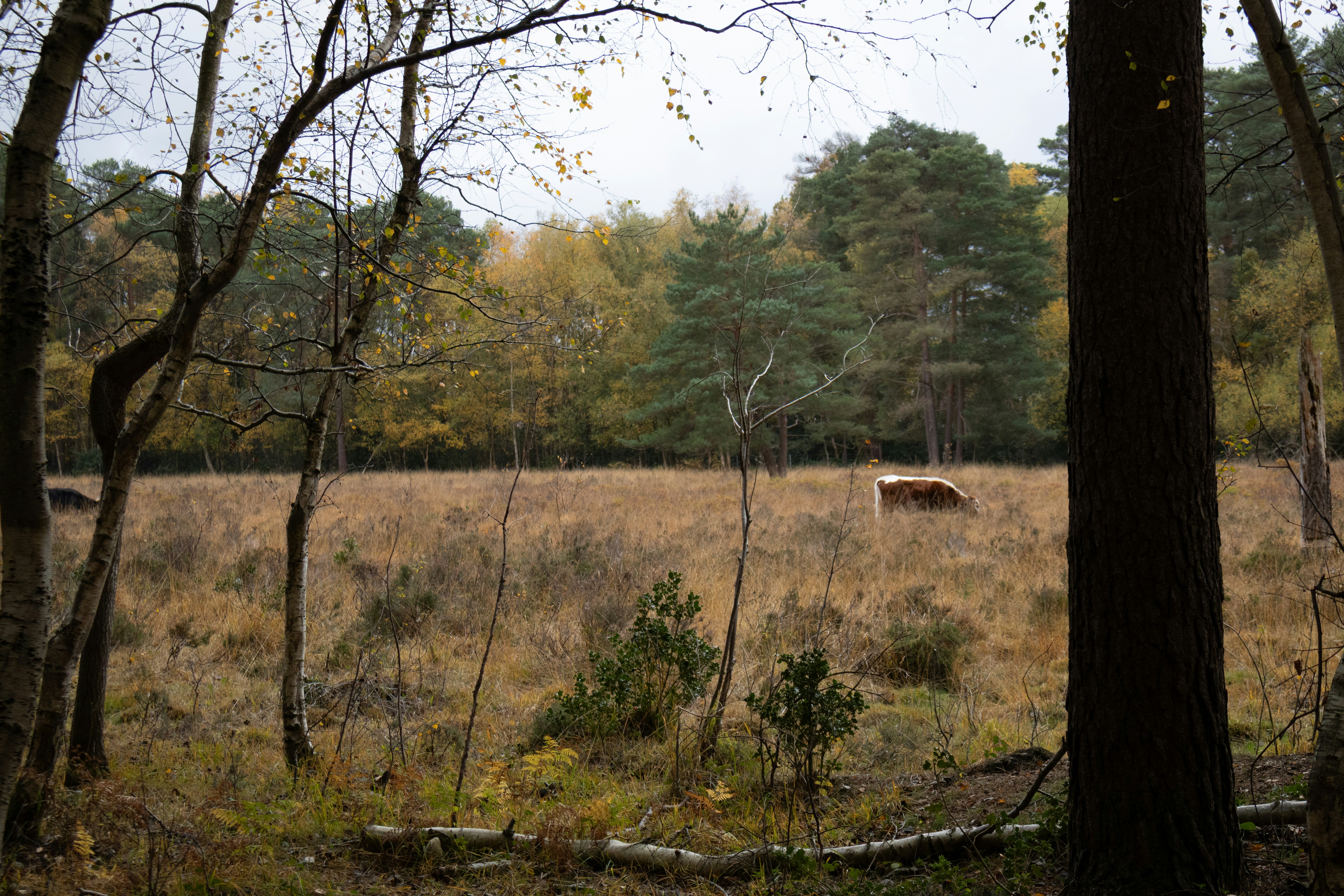 Autumn Meadow Sentinel: A solitary cow in a sunlit field framed by trees