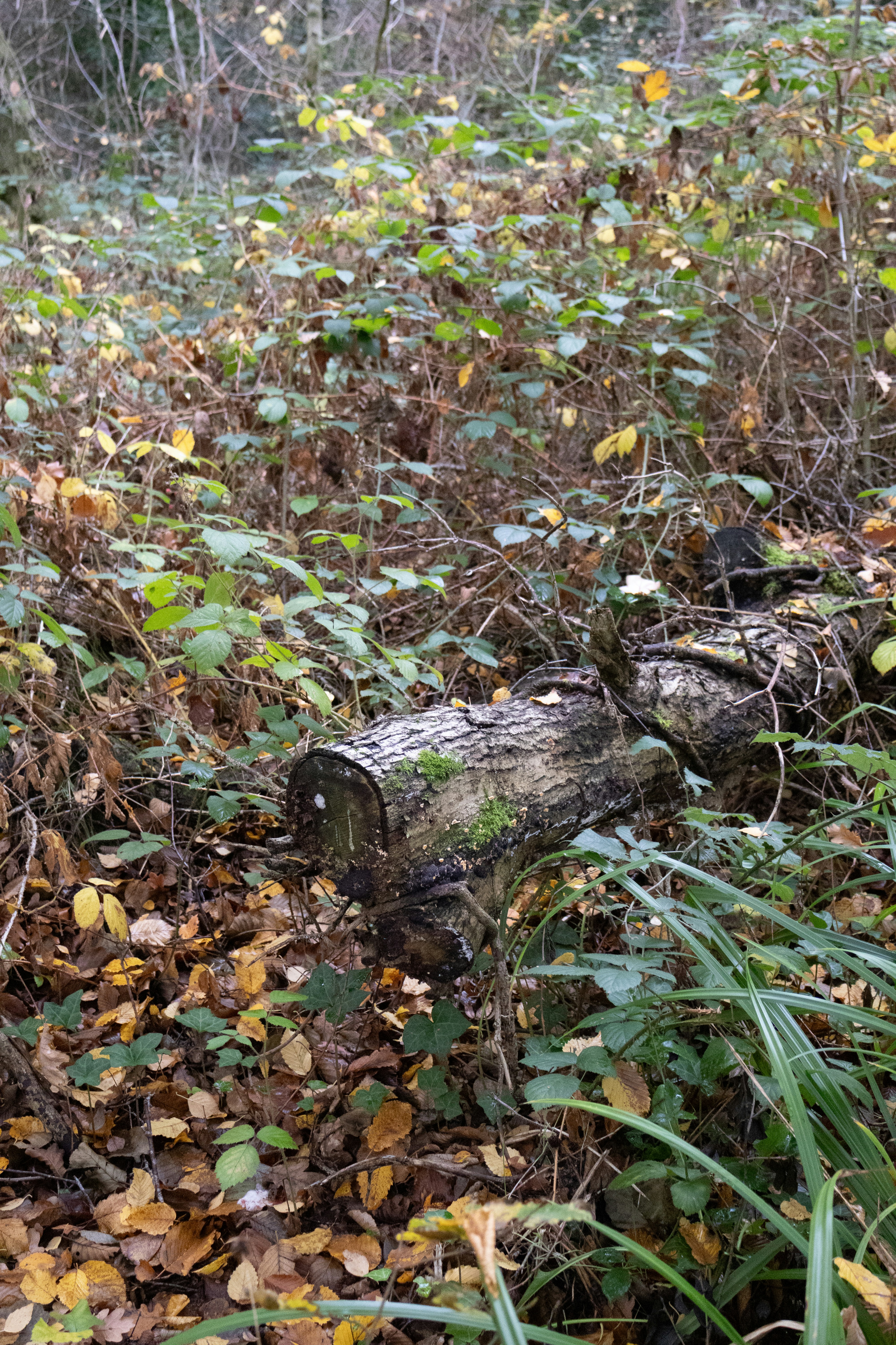 Autumn's Quiet Crossbeam: Moss-Covered Log in Dense Understory