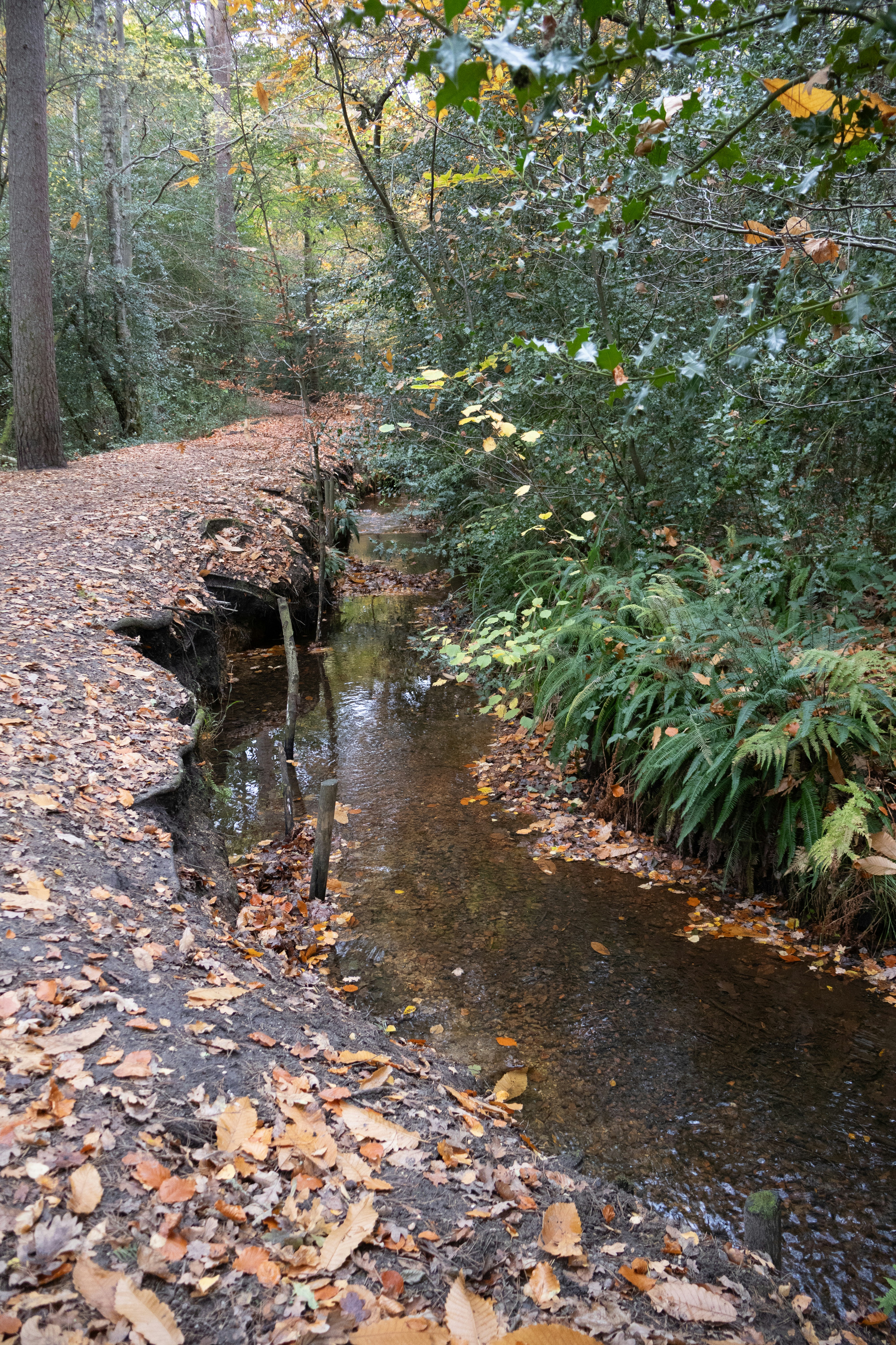 Leaf-Littered Creek Bend: Autumn Light on a Quiet Forest Trail