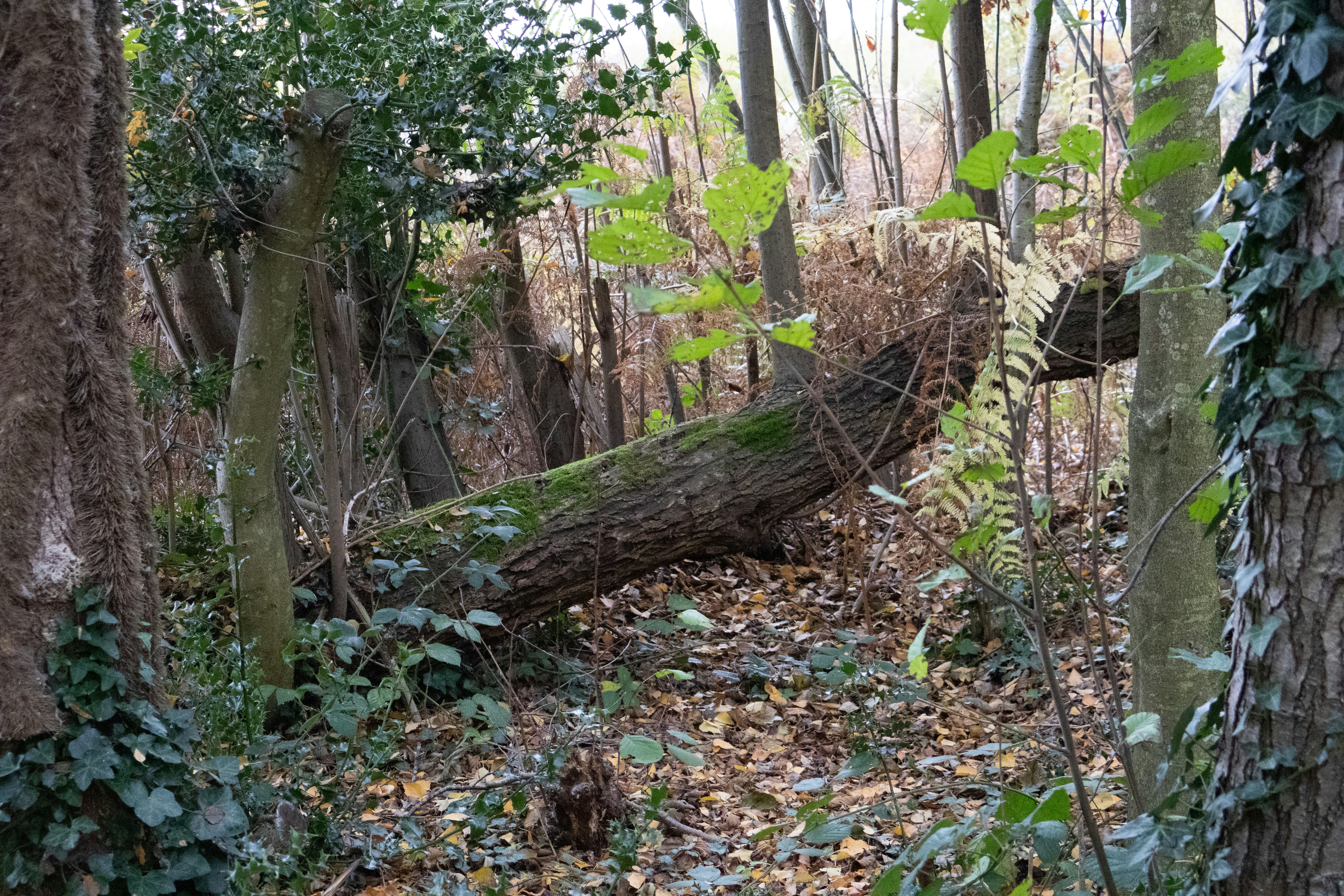 Diagonal Fallen Log Framing a Leaf-Littered Woodland Understory