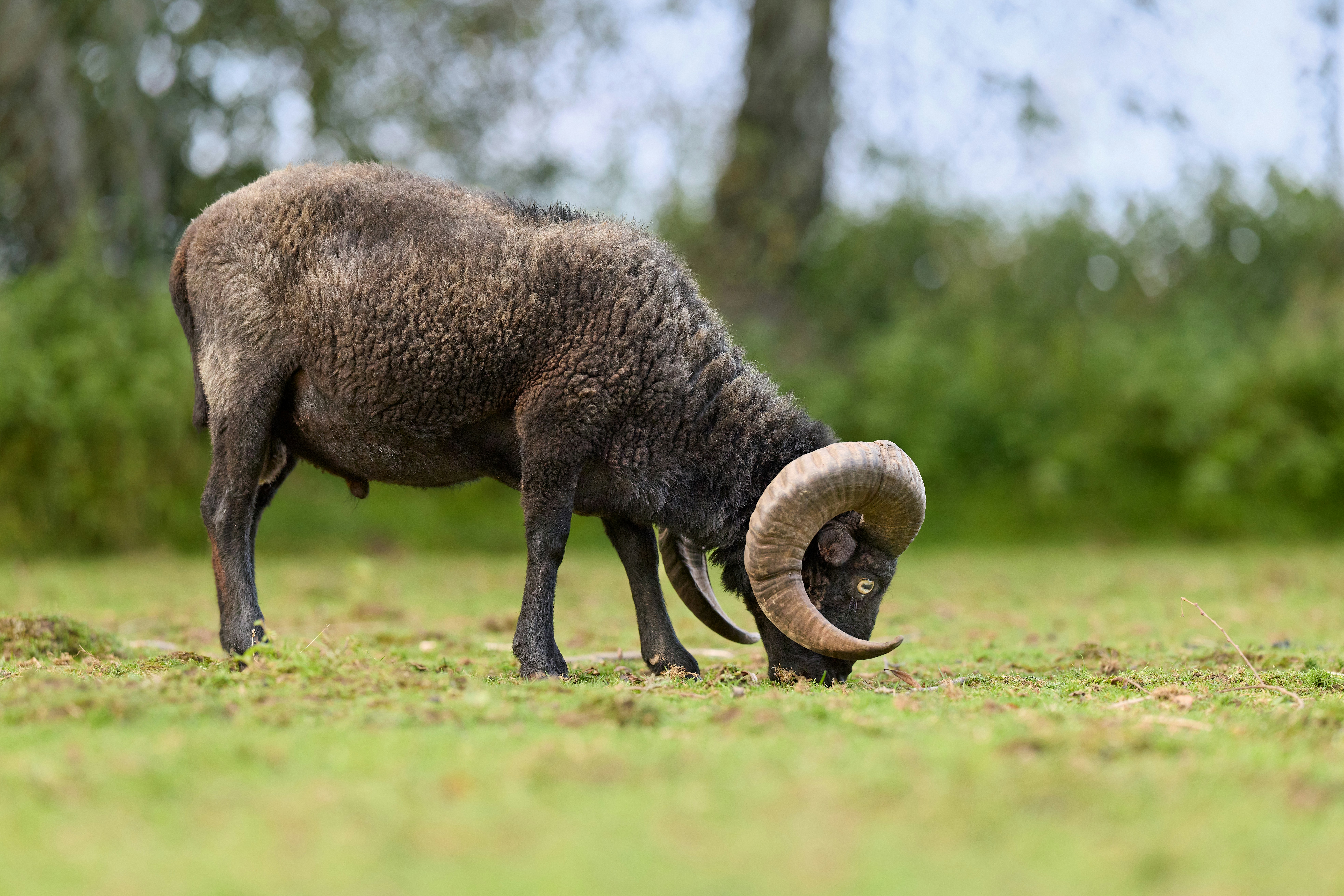 A majestic black ouessant ram with impressive curved horns grazes peacefully in a vibrant green meadow. Its dark, curly wool and intense yellow eye stand out against the soft, blurred natural background.