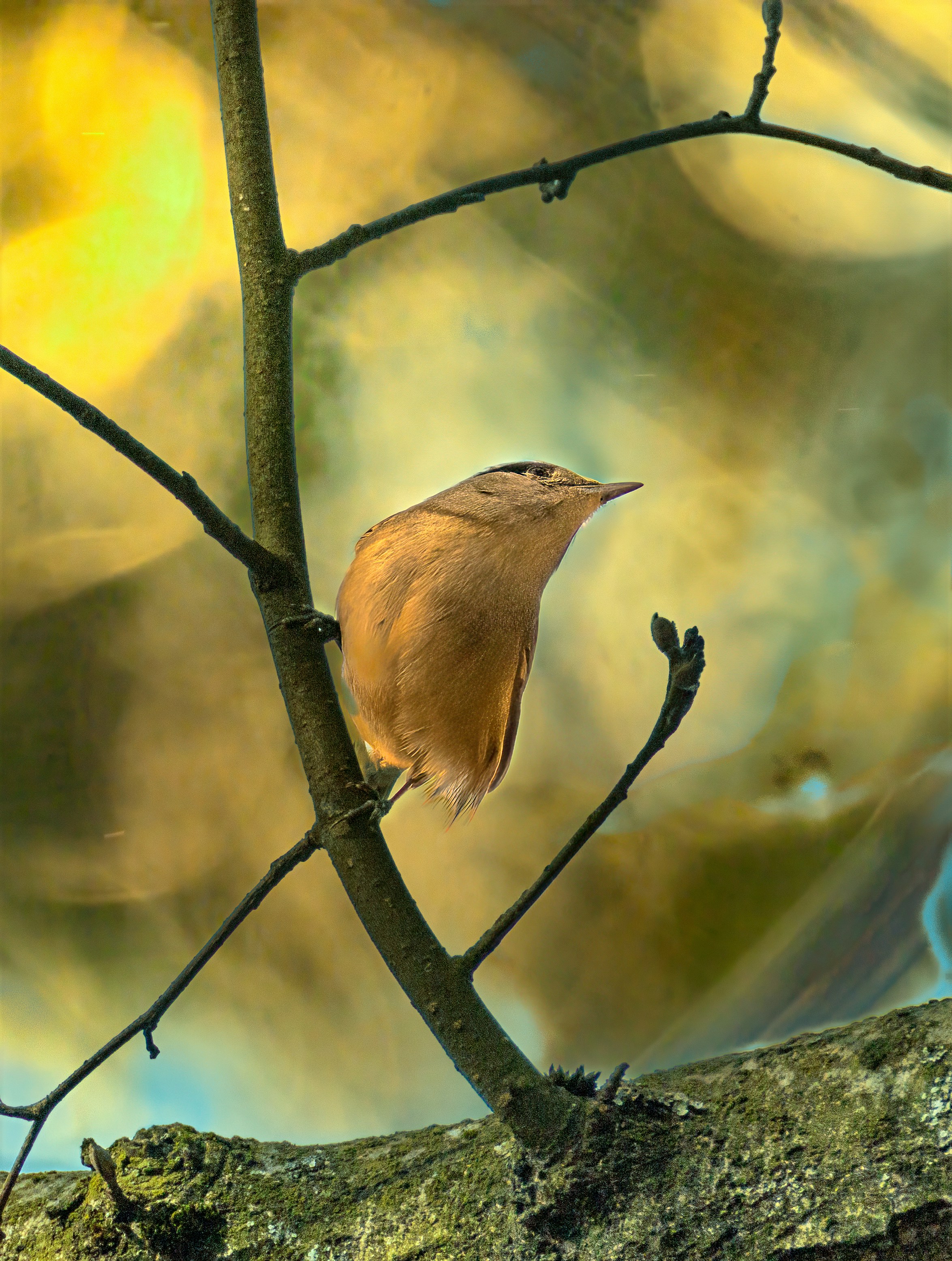 Perched Ember: A Small Warbler Against Autumn Backdrop