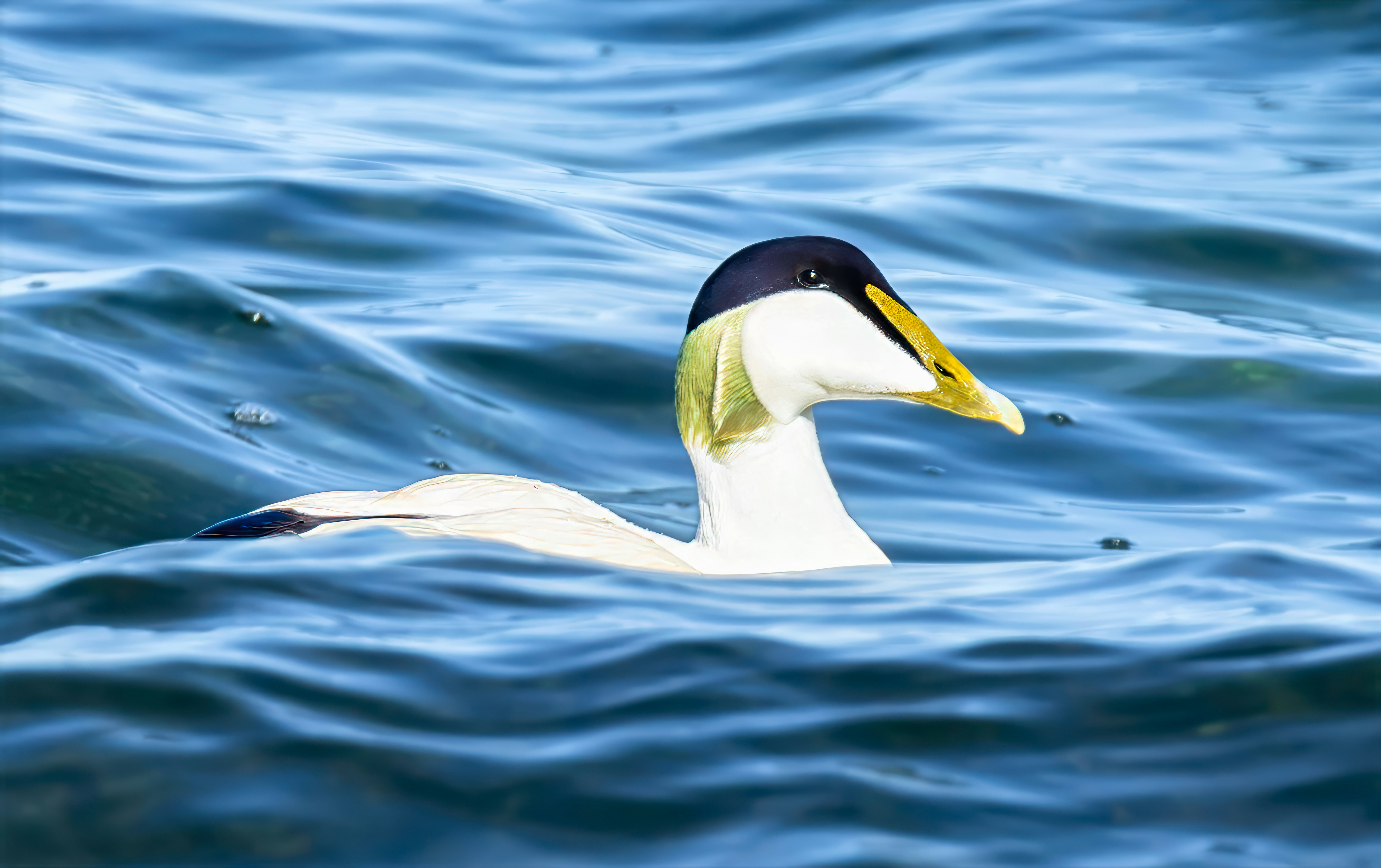 Yellow-Billed Glide: White-Plumed Seabird Among Indigo Waves