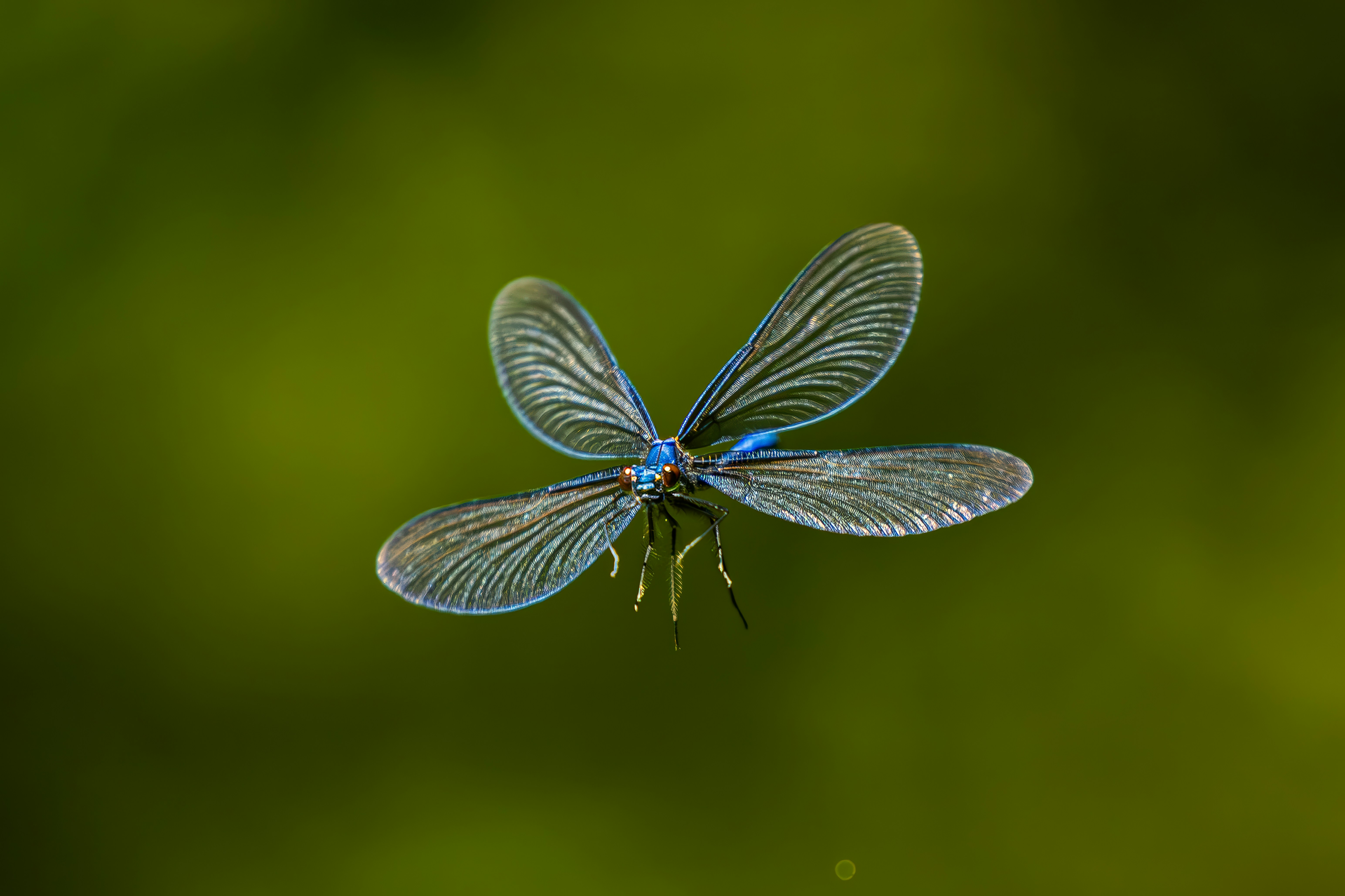 Azure-Blue Dragonfly Macro Portrait Against Velvet Green Bokeh