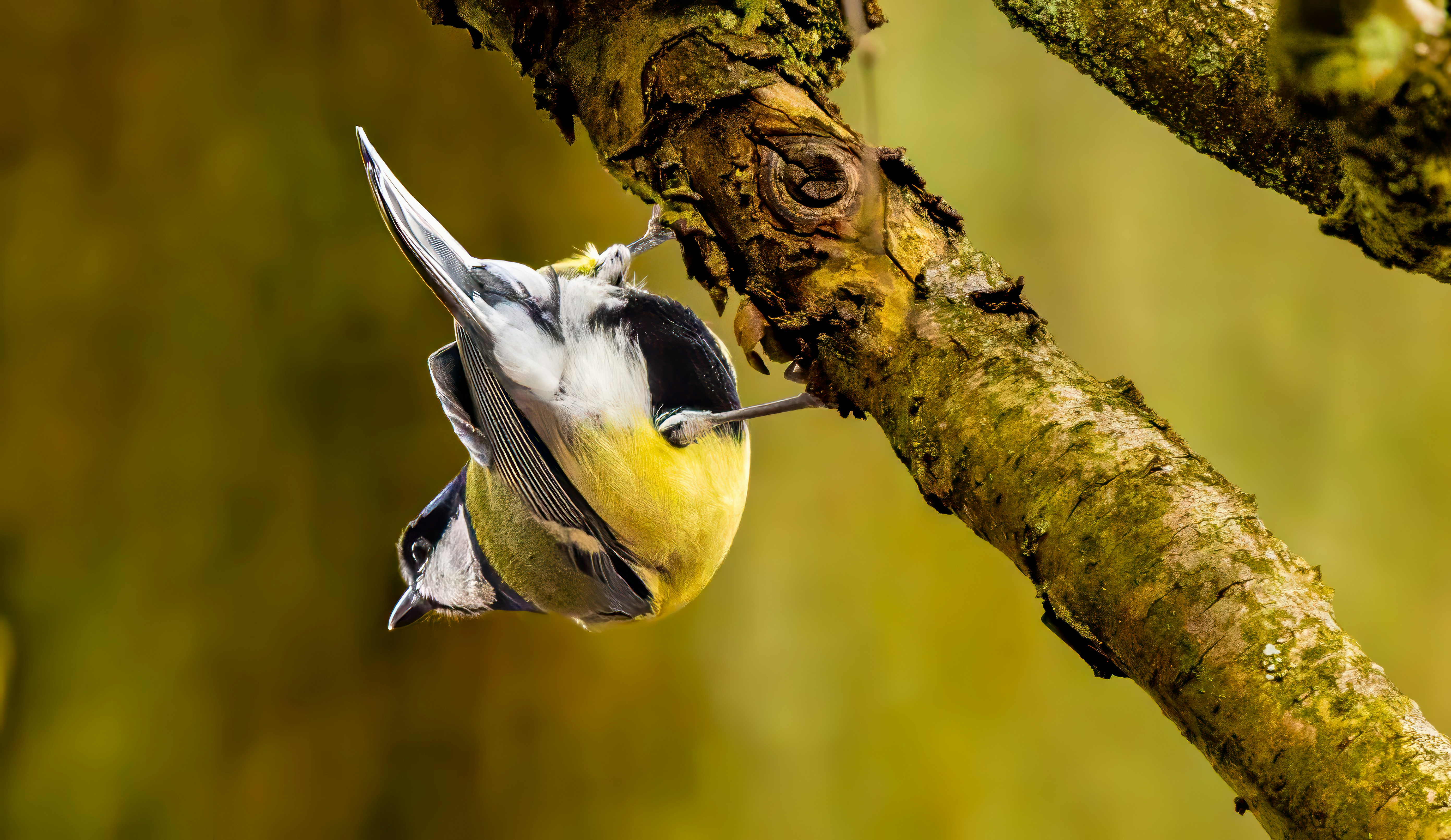 Upside-Down Acrobat: Great Tit on a Mossy Branch in Golden Light