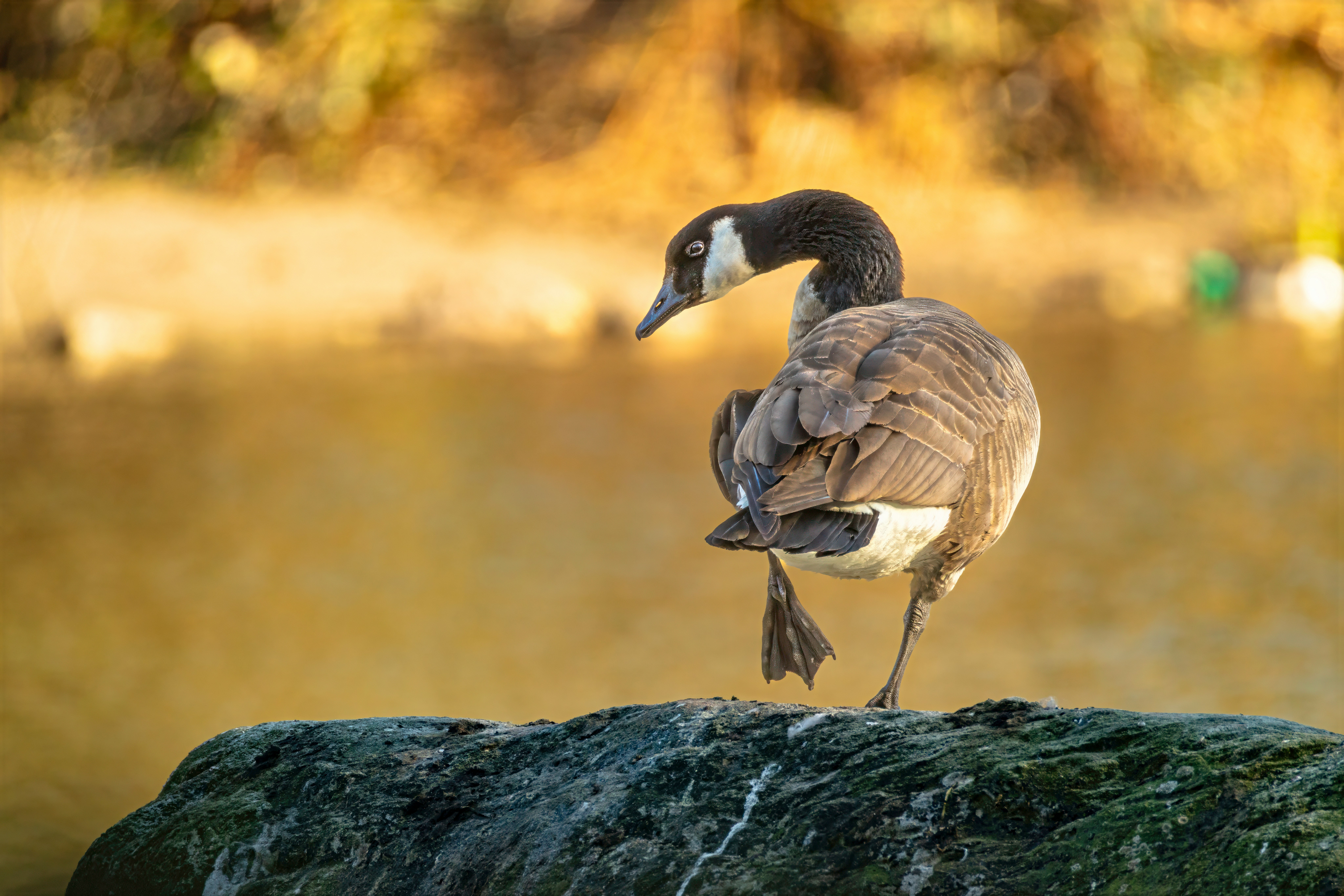 Autumn's Quiet Perch: A Canada Goose on a Lichened Rock