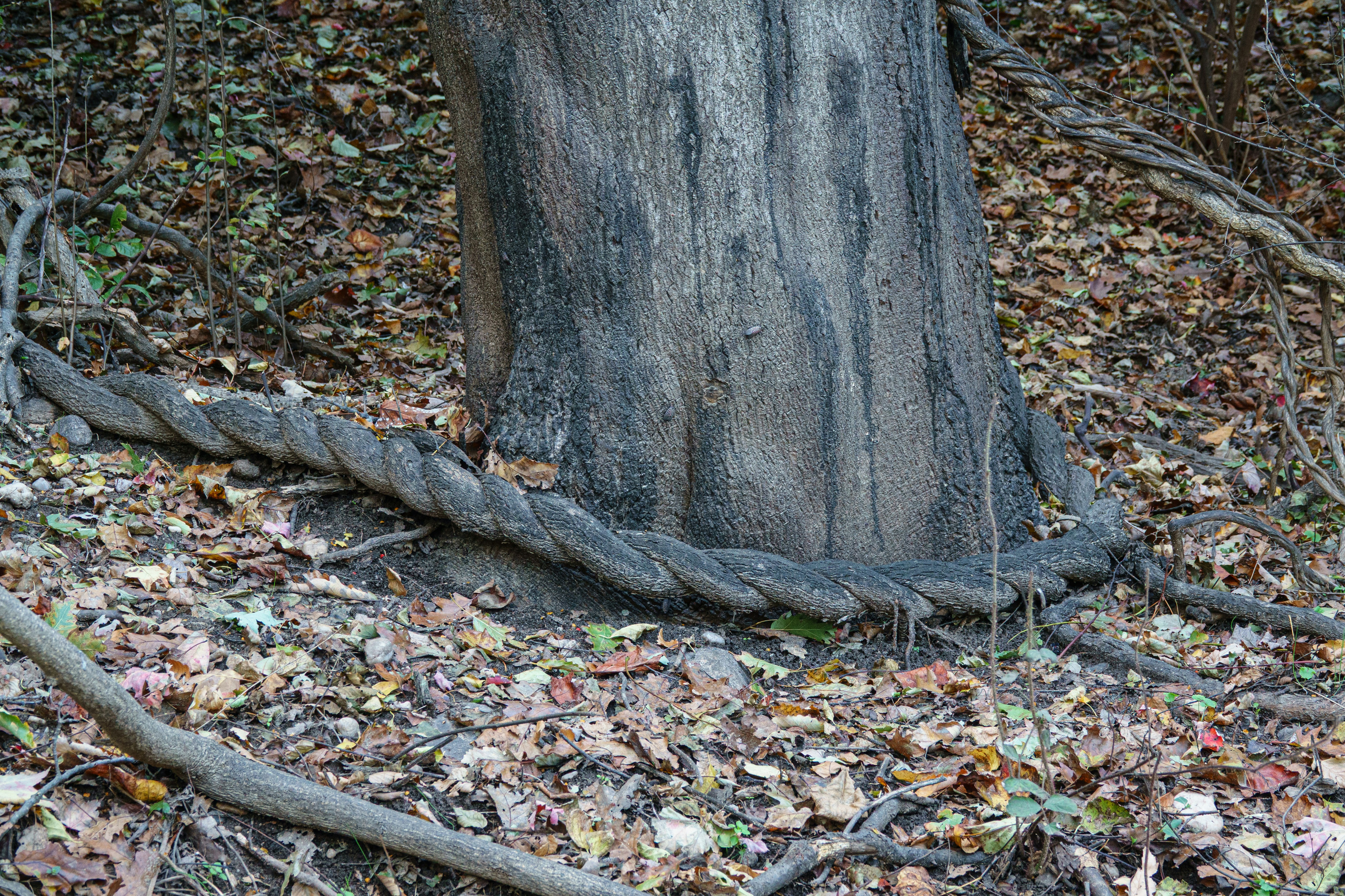 Gnarled Foundation: Tree Base and Twisting Roots on a Leaf-Littered Floor