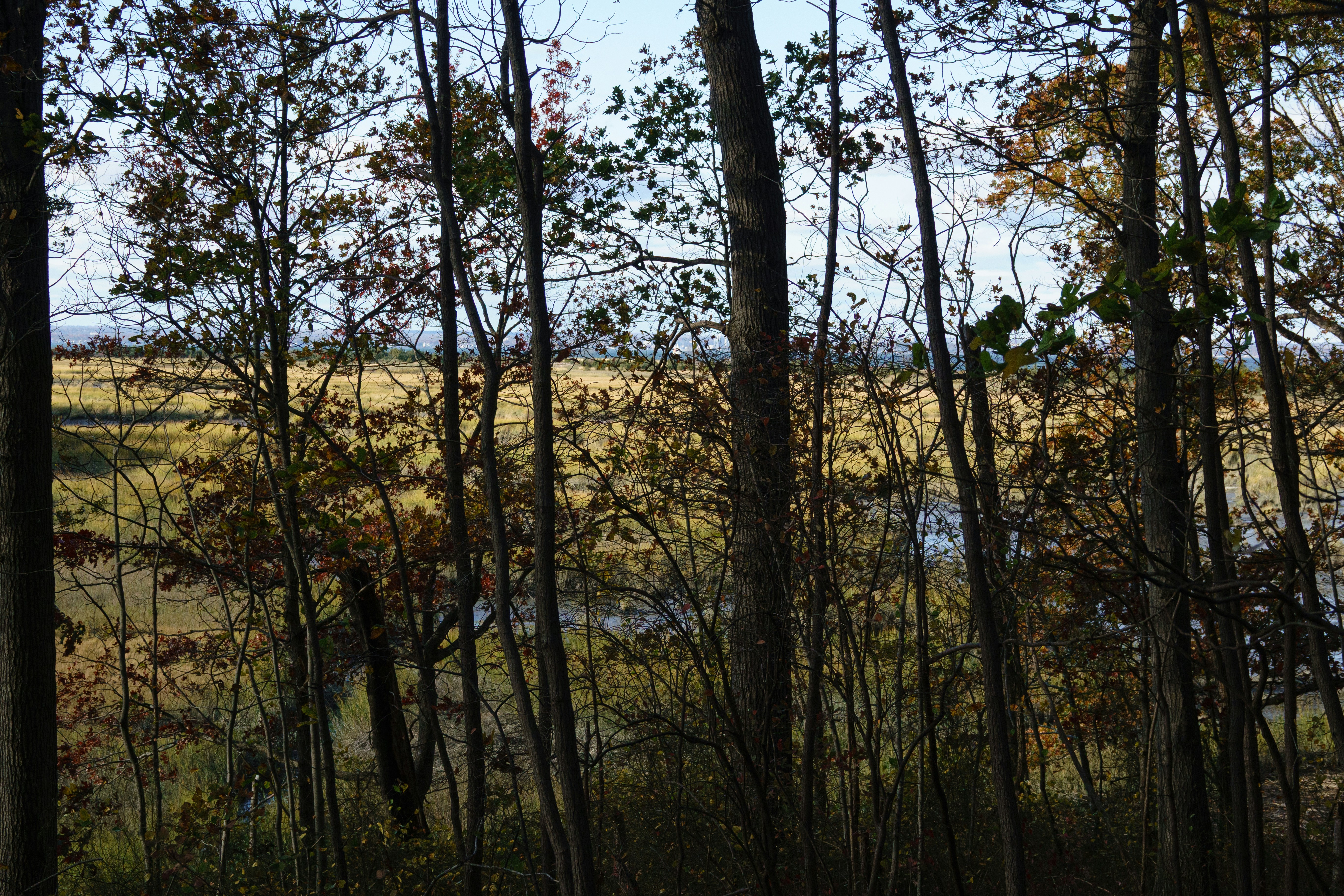 Opening Through the Pines: Quiet Field on the Distant Horizon