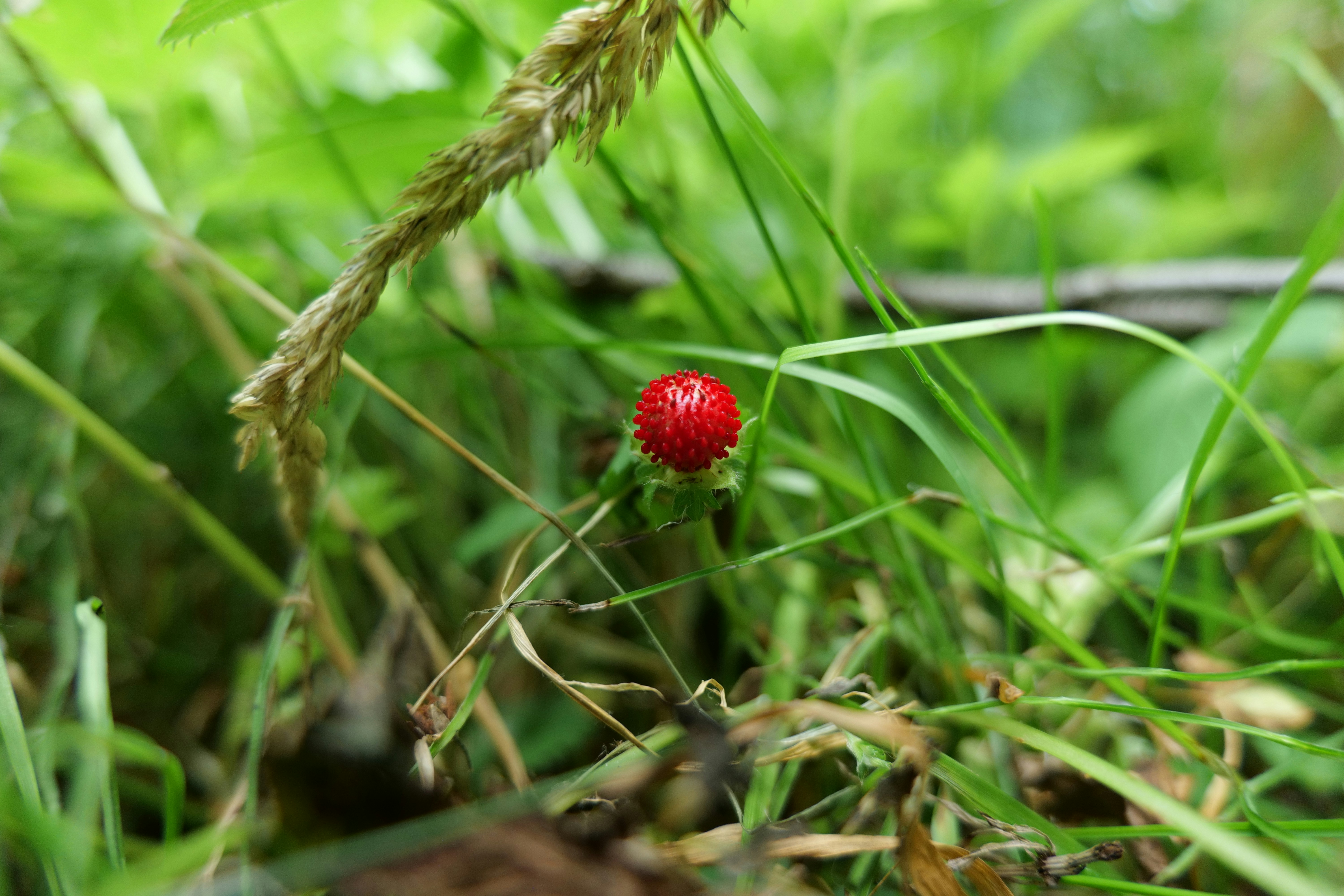 Crimson Bead Amid the Meadow's Green Tangle