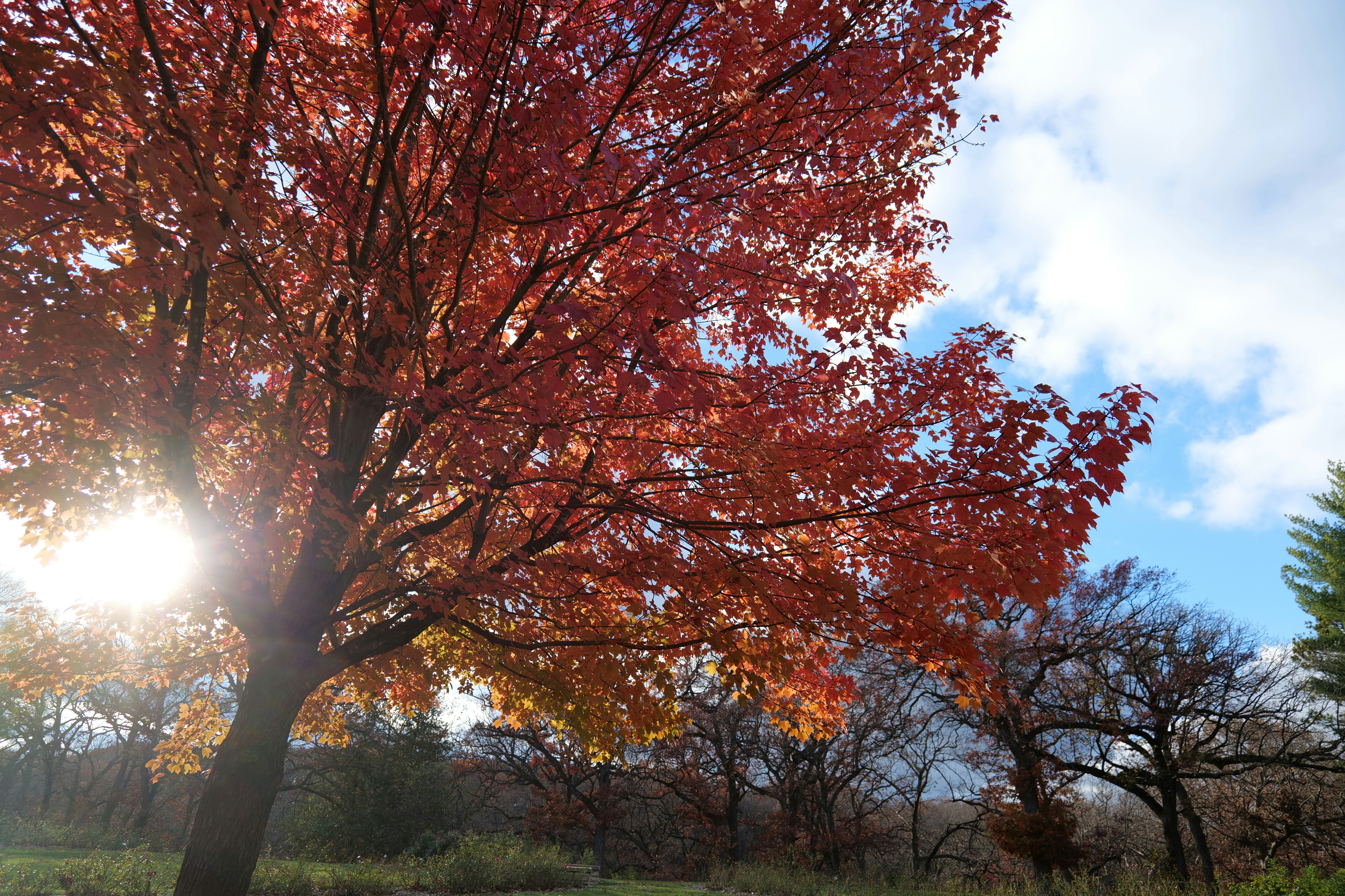 El sol brillante brilla a través de las vibrantes hojas rojas de los ...
